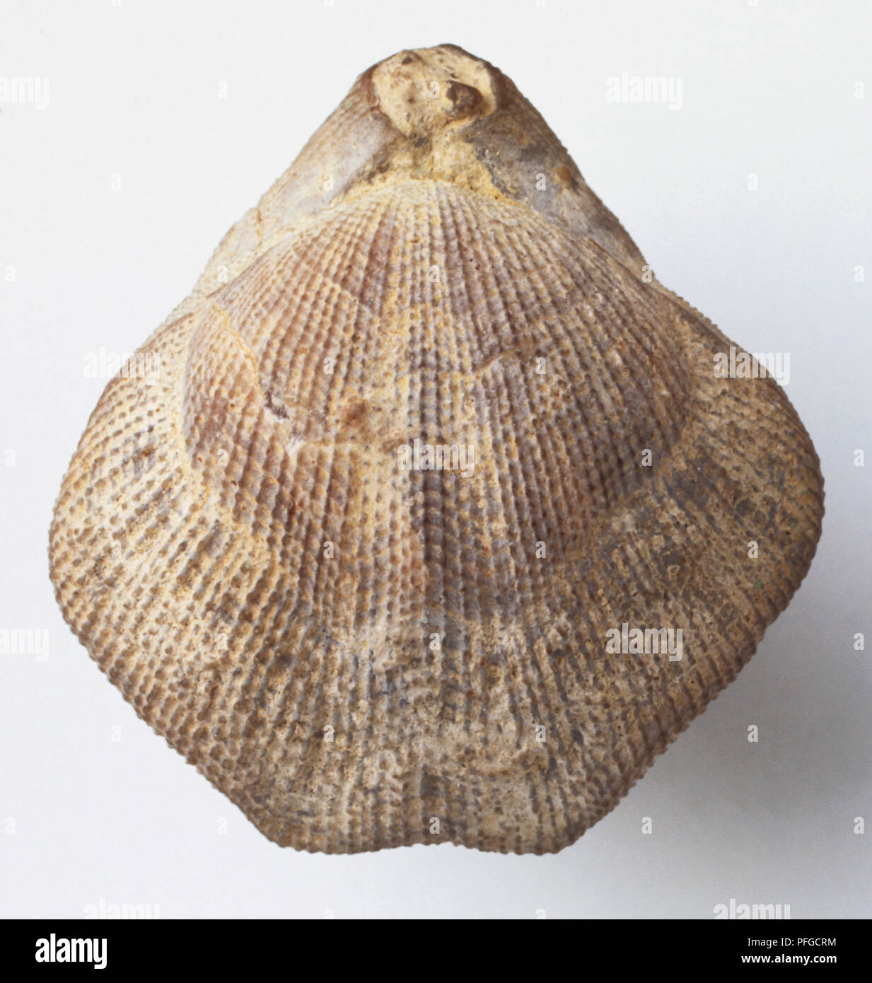 Brachiopod shell hi-res stock photography and images - Alamy
