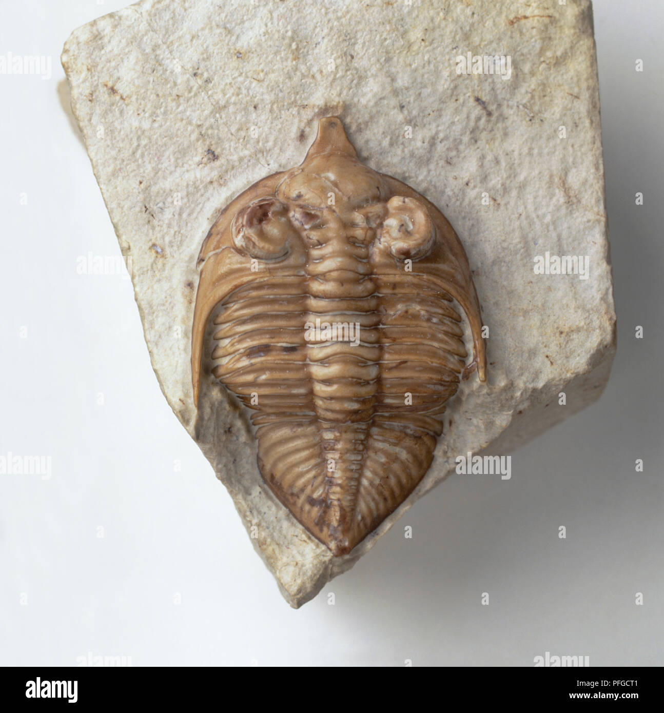 Trilobite (Huntonia linguifer), fossilised exoskeleton in stone, close ...