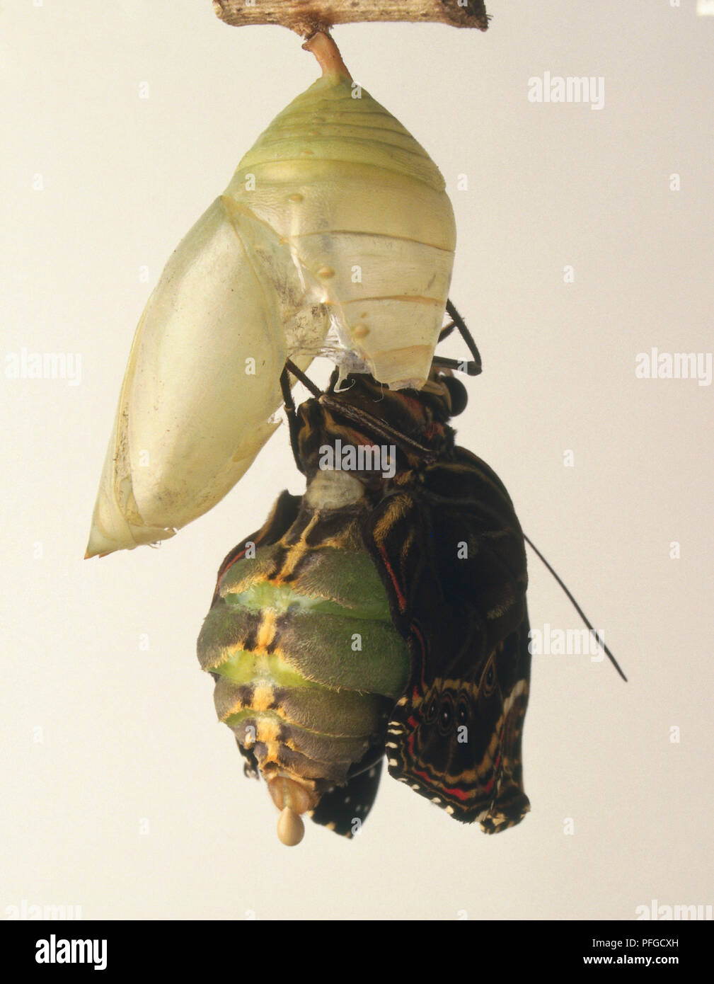 Common Morpho (Morpho peleides) butterfly hanging head-up as it breaks ...