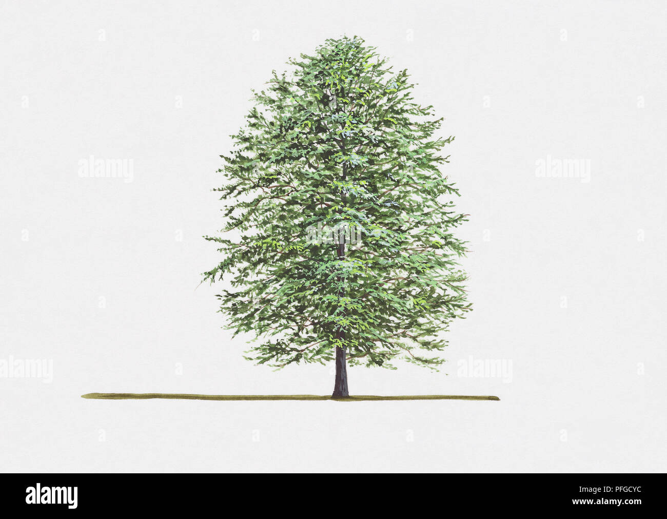 Nothofagus dombeyi hi-res stock photography and images - Alamy