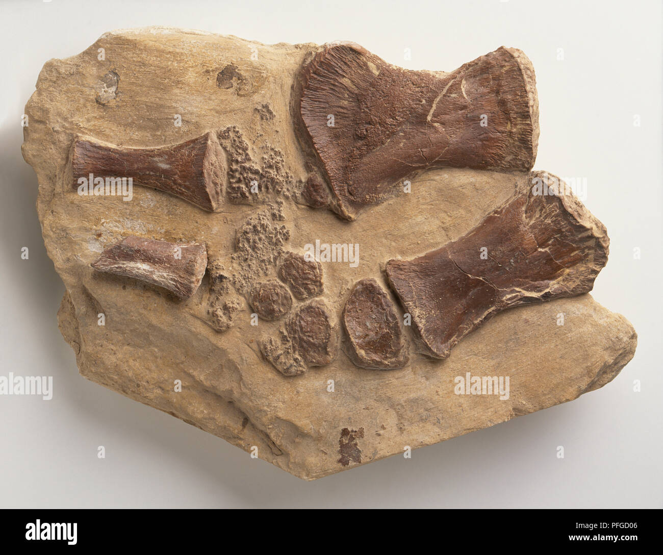 Forelimb bones hi-res stock photography and images - Alamy