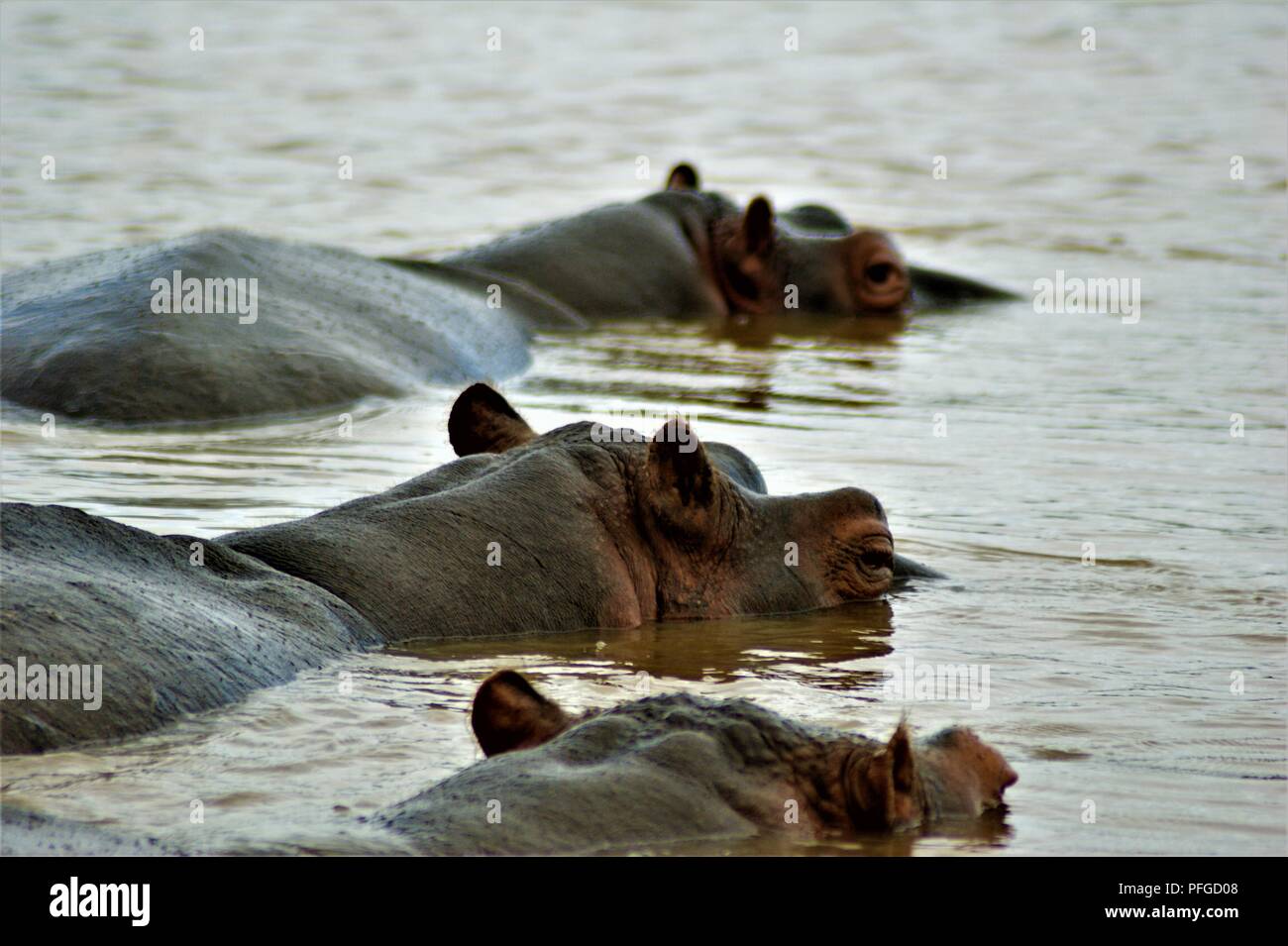 a trio of hippo's lined up Stock Photo - Alamy