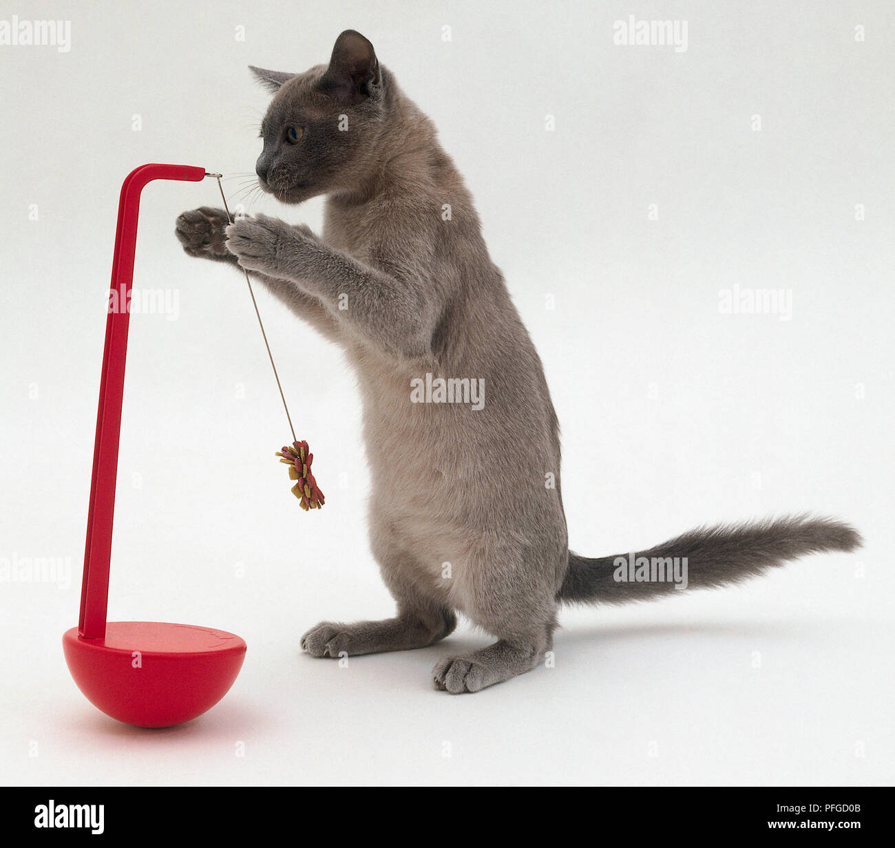Cat standing on its hind legs, playing with a moving toy on a string ...