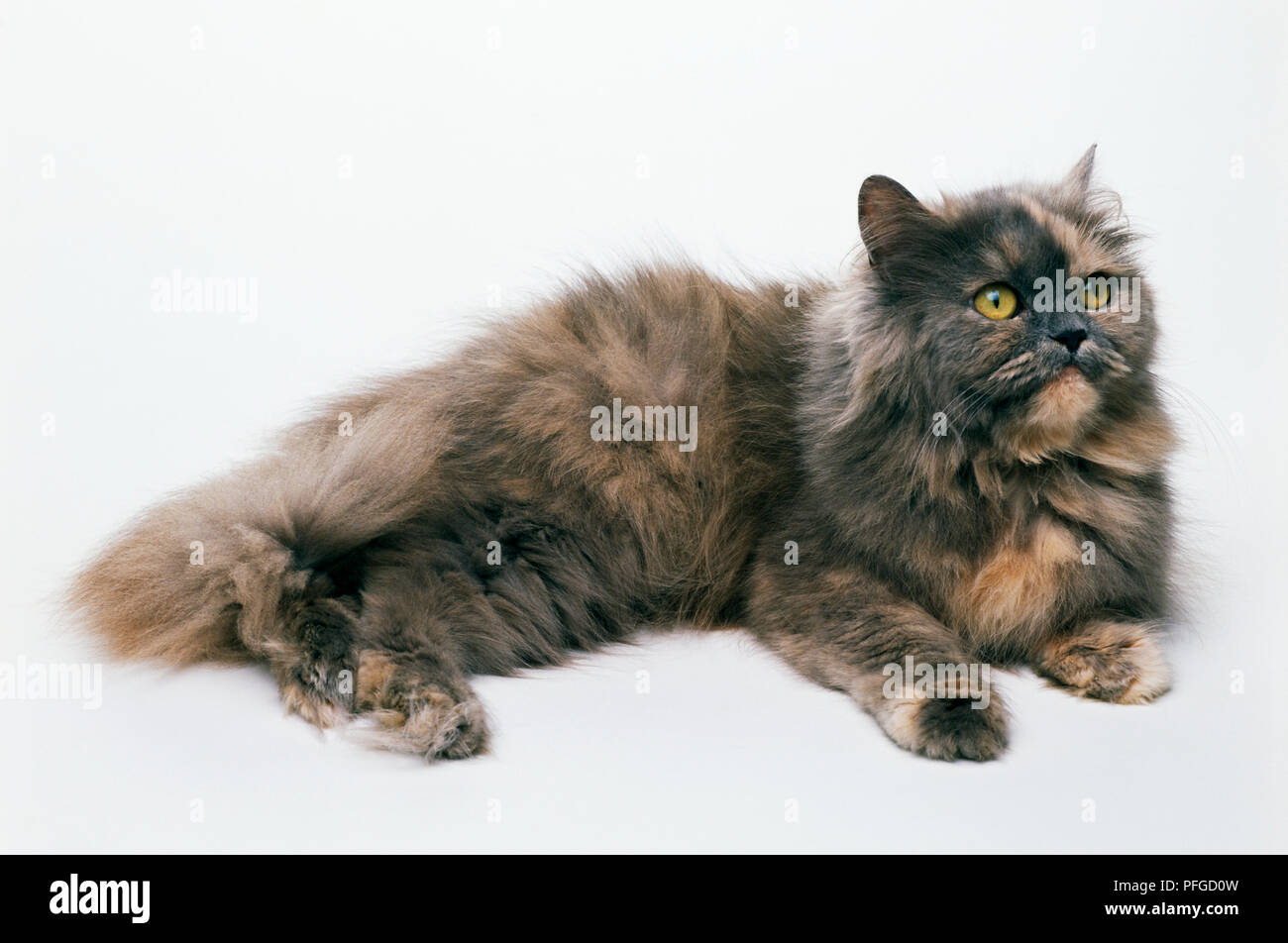 A fluffy grey cat reclining Stock Photo - Alamy