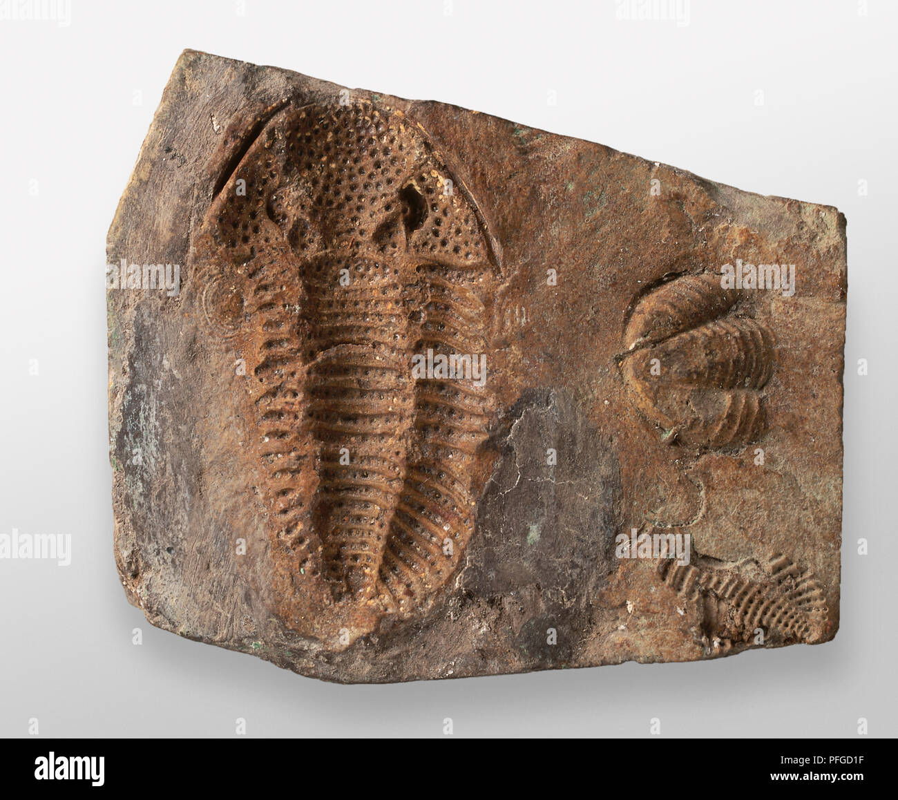 Trilobite fossil in stone hi-res stock photography and images - Alamy