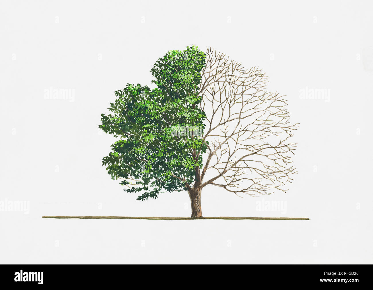 Illustration of Eucommia ulmoides, one half of tree covered in leaves ...