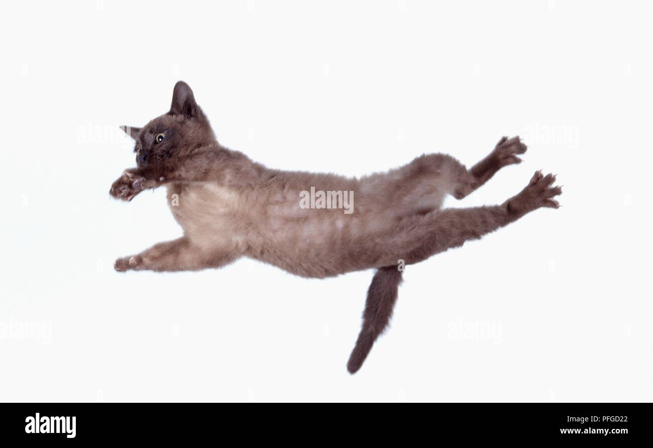 Flying cat jumping hi-res stock photography and images - Alamy