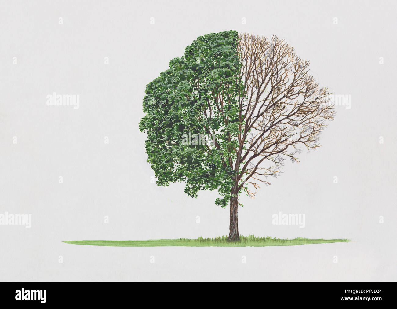 Illustration of Quercus macranthera (Caucasian Oak or Persian Oak), one ...