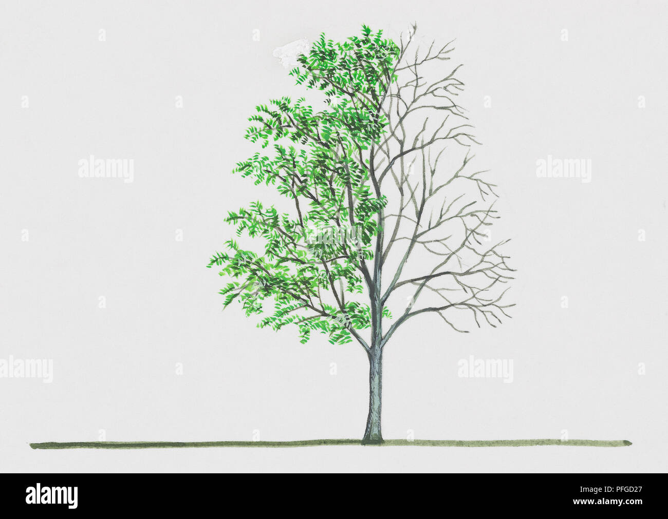 Illustration of Sorbus commixta (Japanese Rowan), one half covered in ...