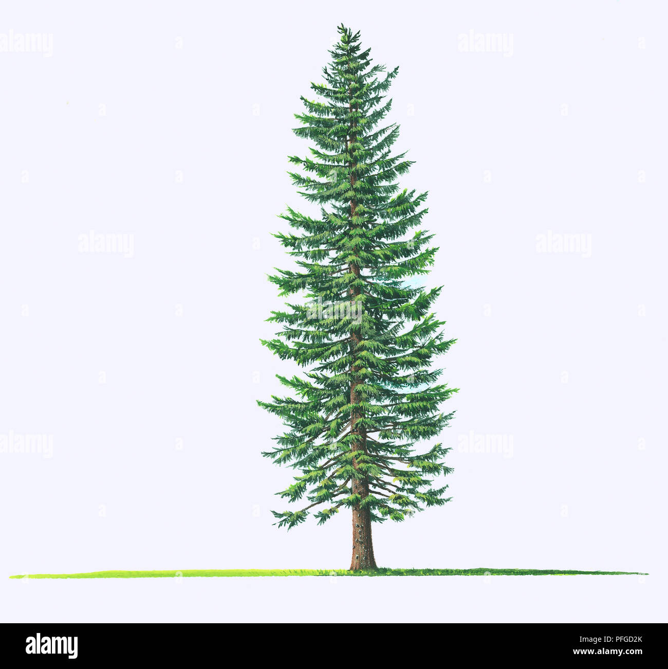 Illustration of Abies grandis (Giant Fir, Grand Fir Stock Photo - Alamy