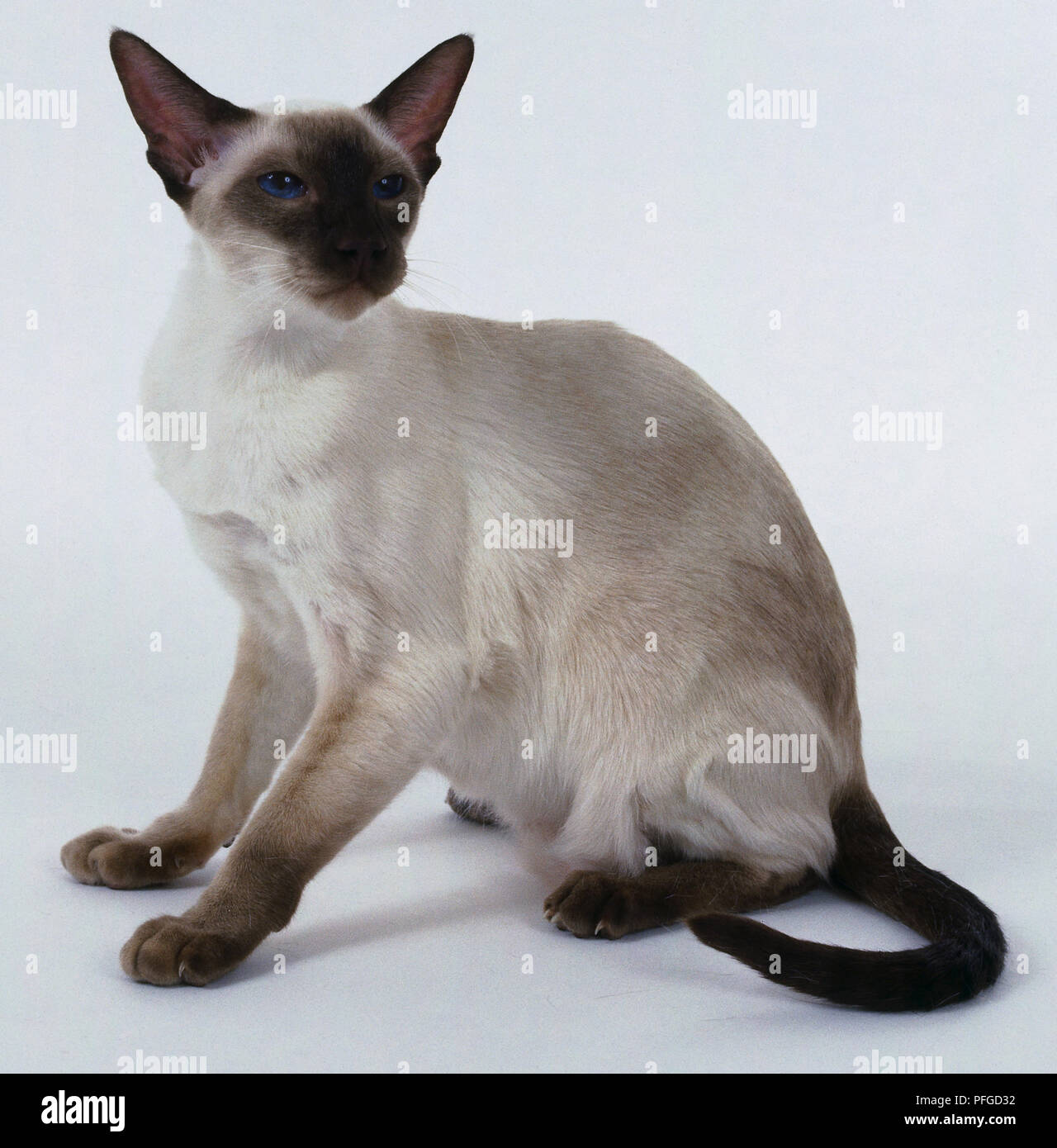 A seated Chocolate Point Siamese cat Stock Photo - Alamy