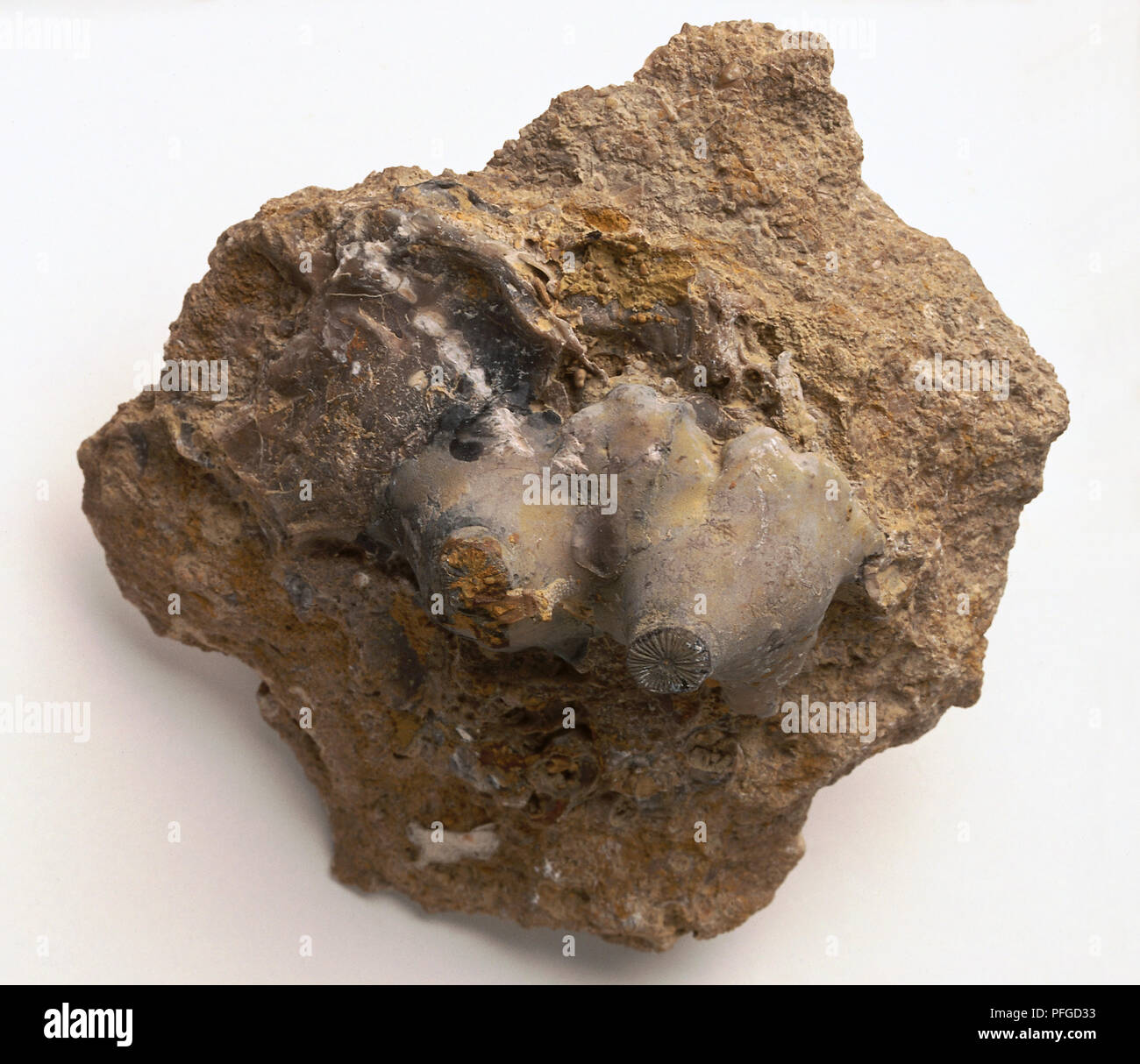 Sea Lily (Apiocrinites elegans), fossilised stem, conical root and ...