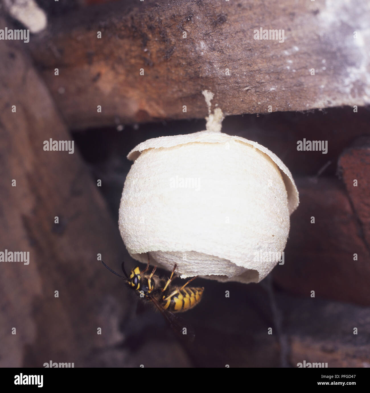 Queen wasp hanging upside-down from her nest Stock Photo - Alamy