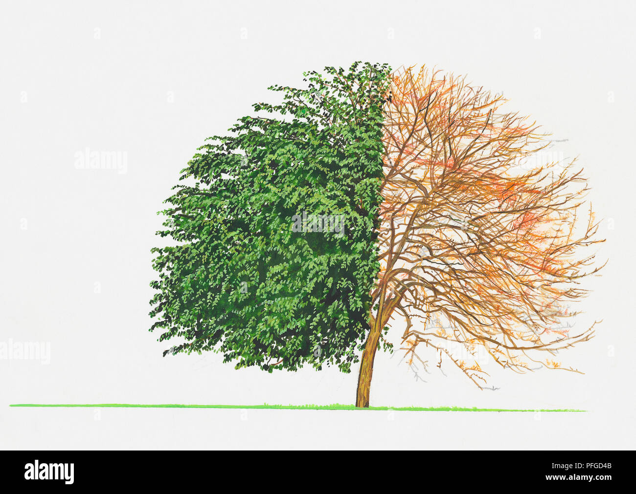Illustration of Malus transitoria (Cut-leaf Crabapple), one half ...