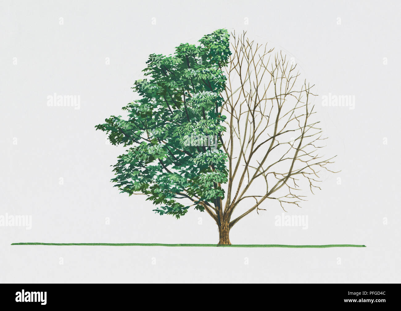 Illustration of Phellodendron amurense (Amur Cork Tree), one half ...