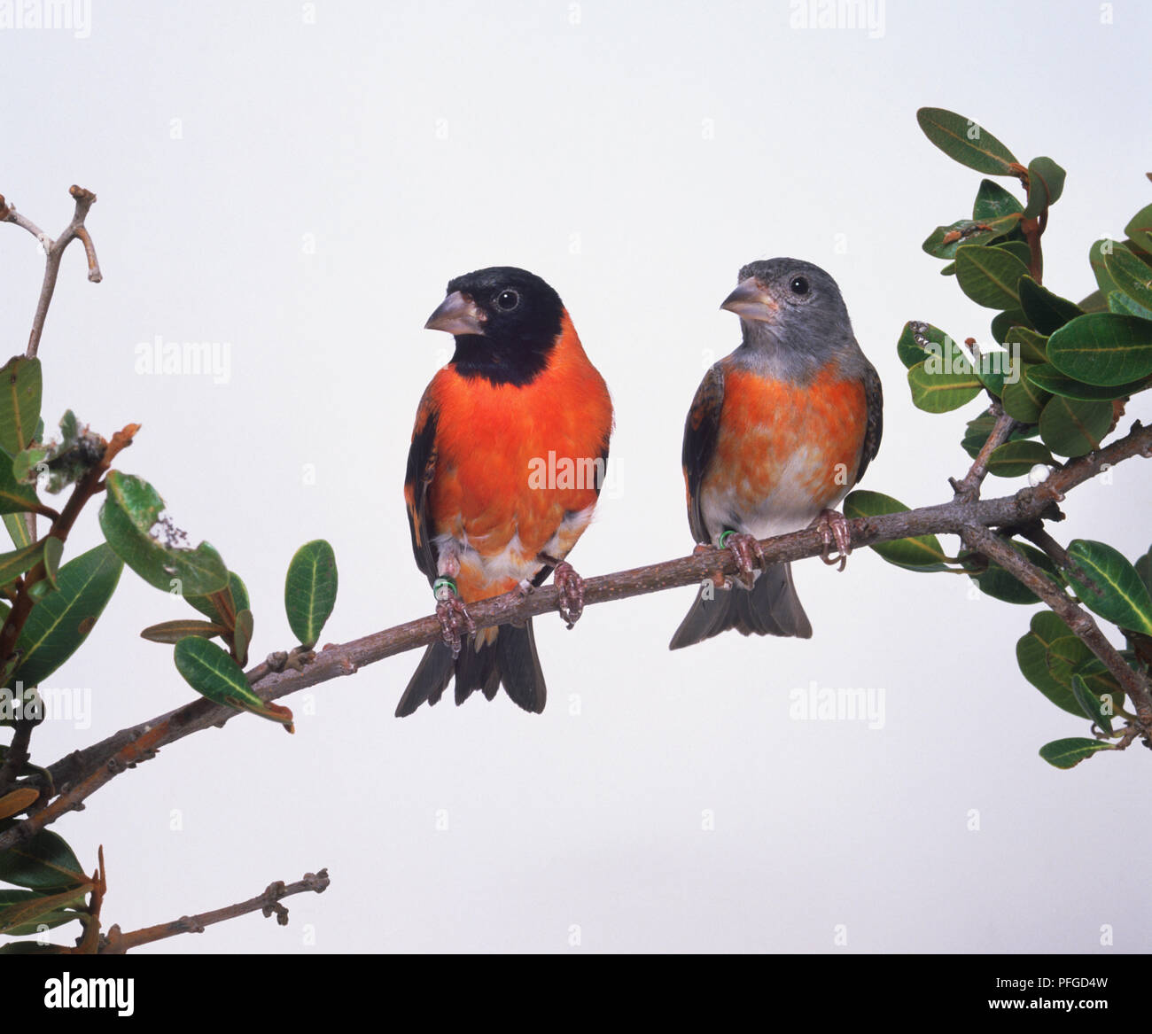 Two Red Siskin birds (Carduelis cucullata) on a leafy branch, front ...