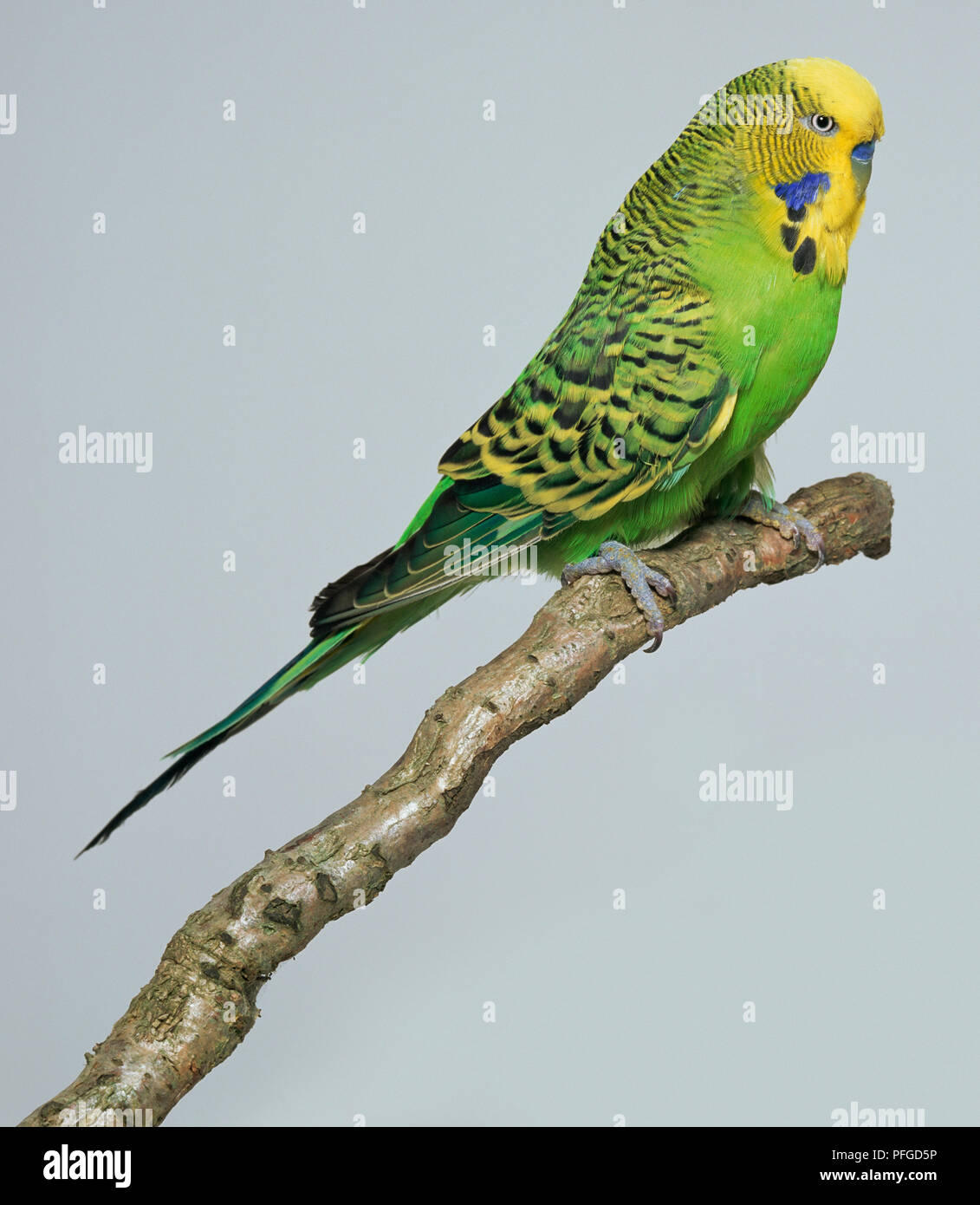 LIGHT GREEN BUDGERIGAR - SIDE VIEW Stock Photo - Alamy