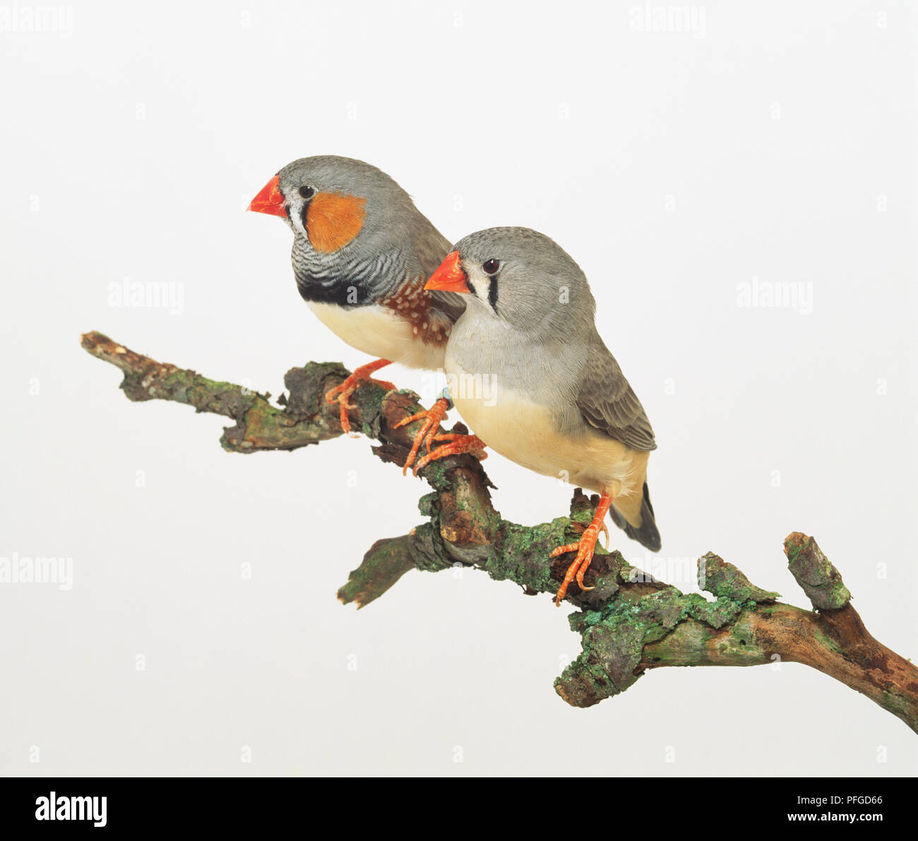 Red zebra finches hi-res stock photography and images - Alamy