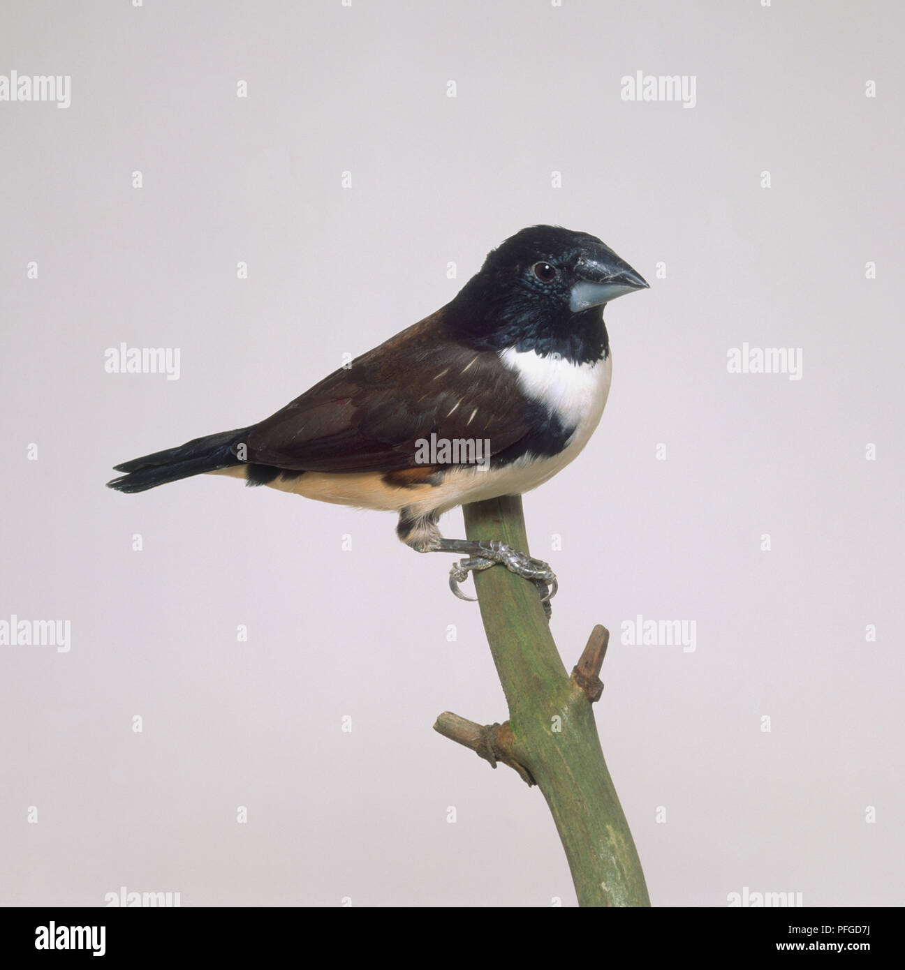 Black and white finch hi-res stock photography and images - Alamy