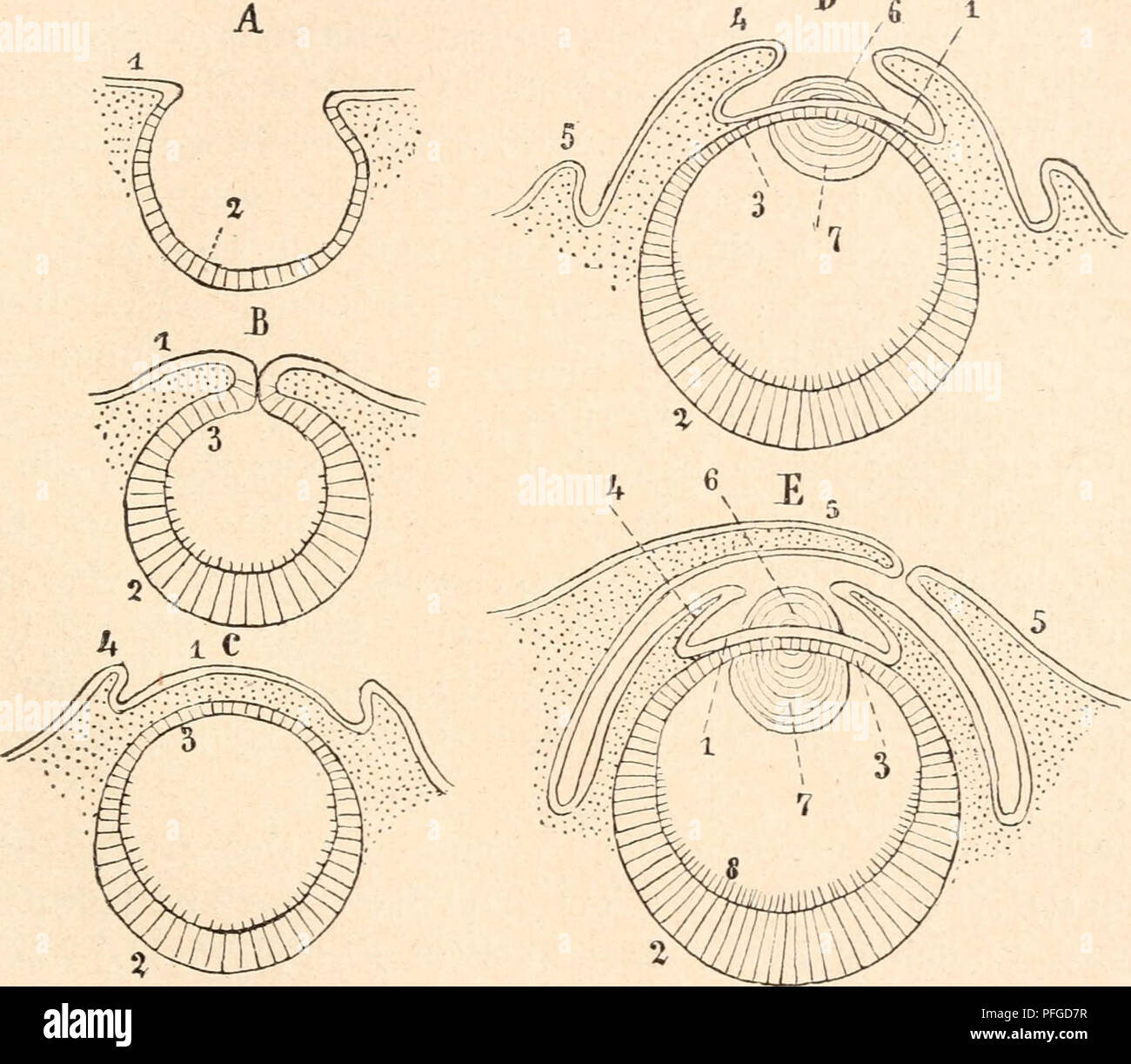 This work discusses evolutionary biology, focusing on how organisms ...