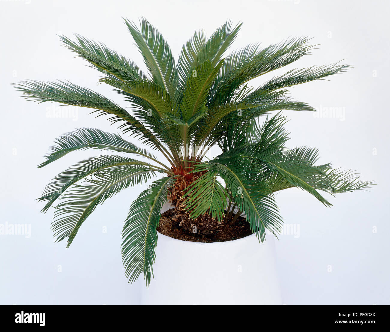 Cycas Revoluta Png