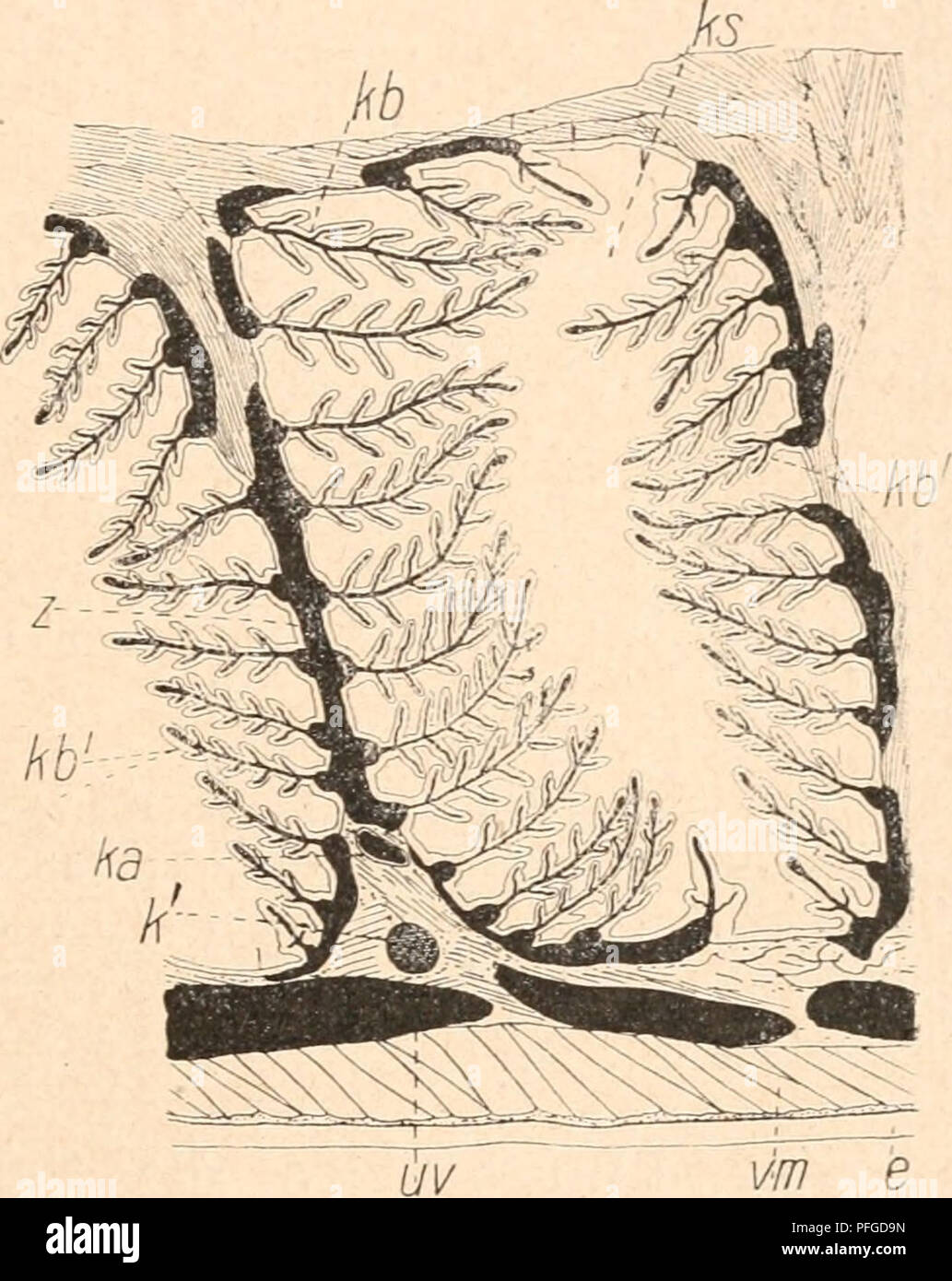 This work examines the development of organisms and their adaptations ...