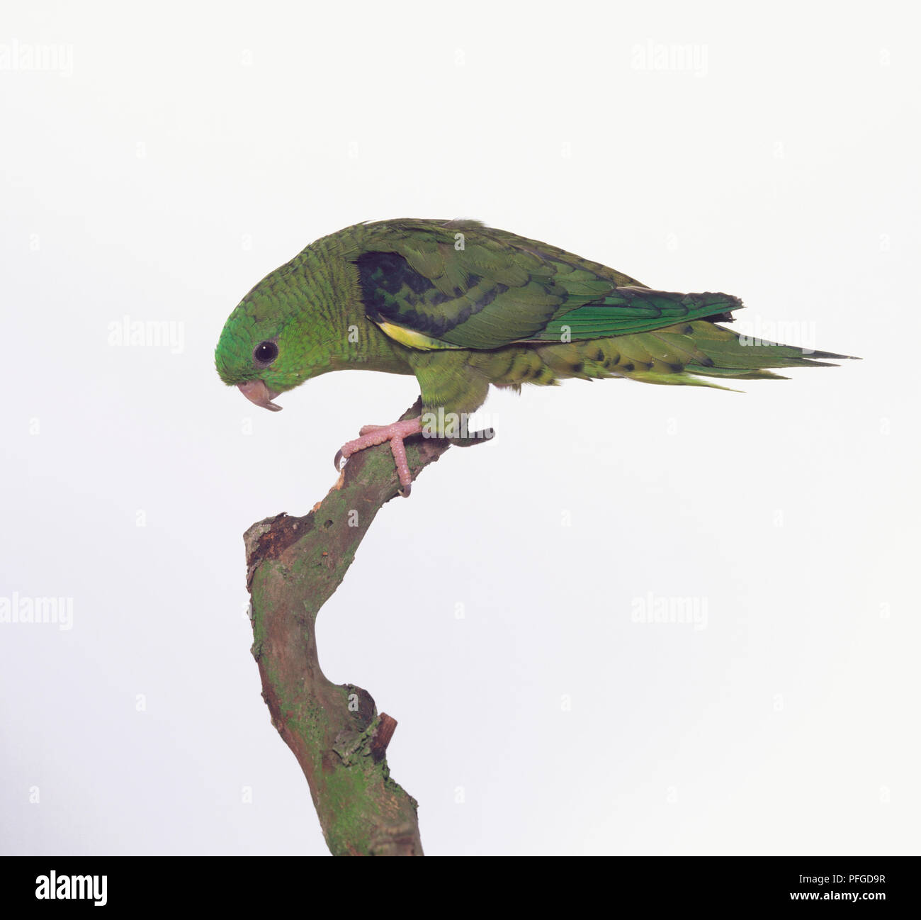 Lineolated parakeet (Bolborhynchus lineola), perching on a branch, side ...