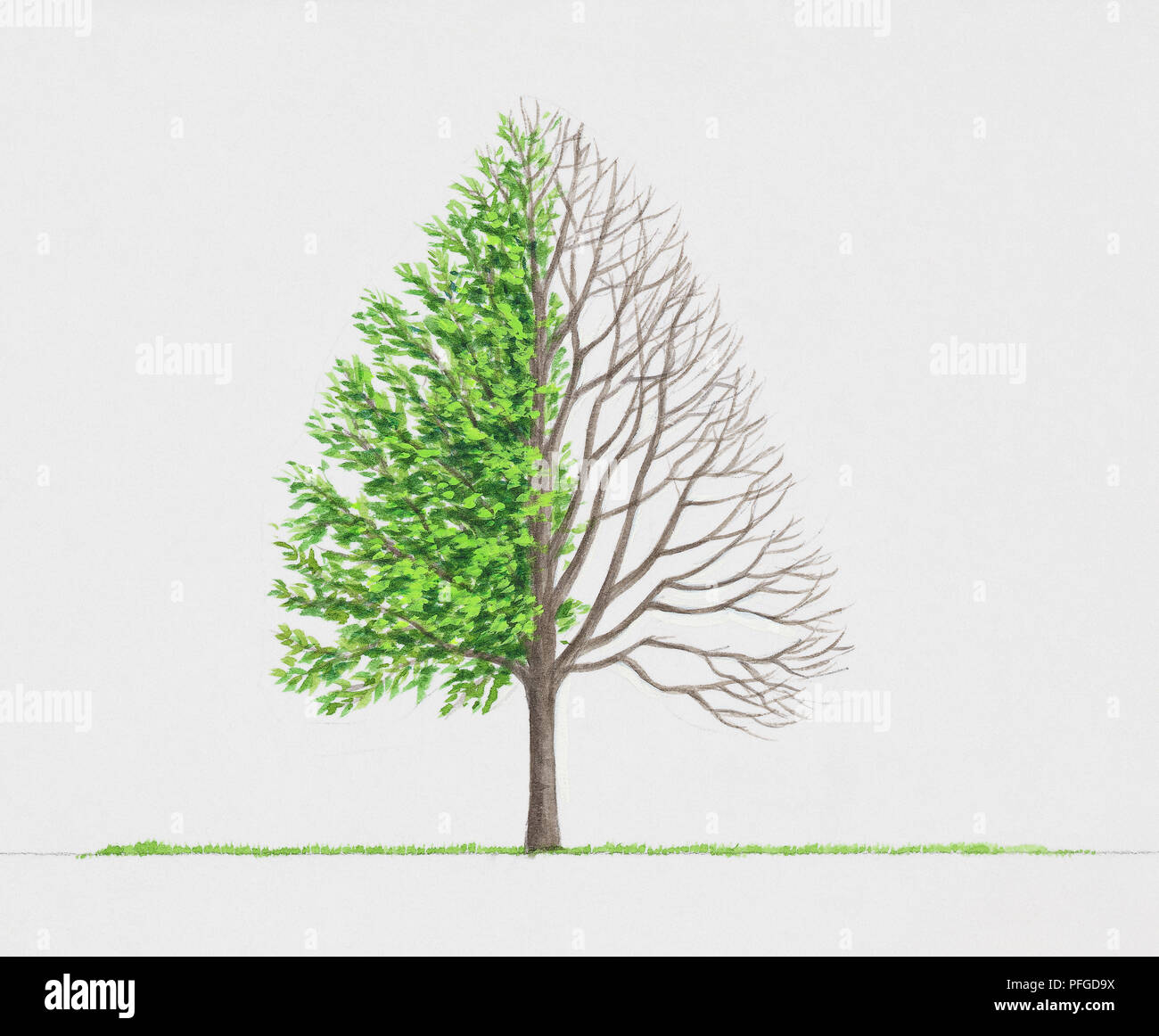 Salix Daphnoides High Resolution Stock Photography and Images - Alamy