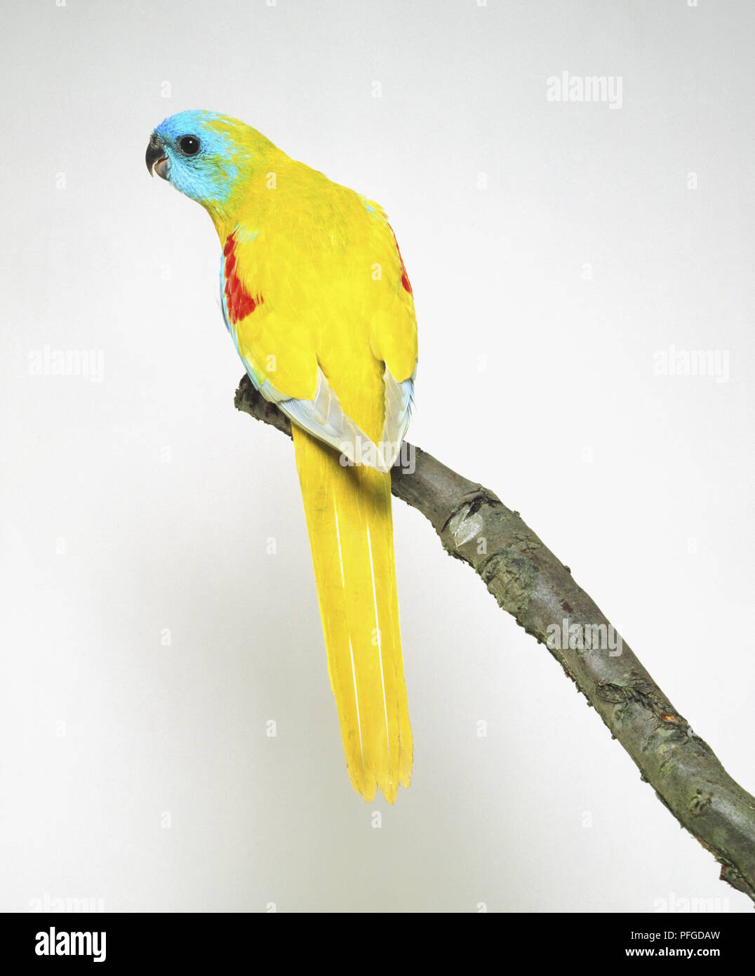 Yellow mutation of Turquoisine Grass Parakeet (Neophema pulchella ...