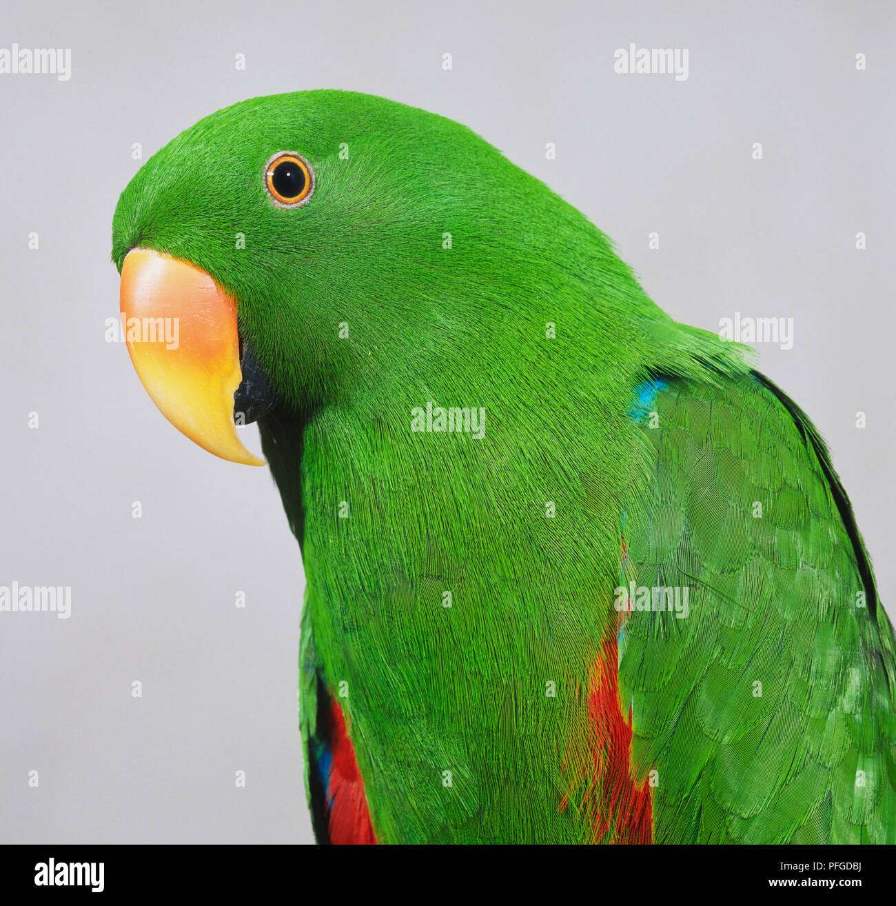 Head of male Eclectus Parrot (Eclectus roratus), side view Stock Photo ...