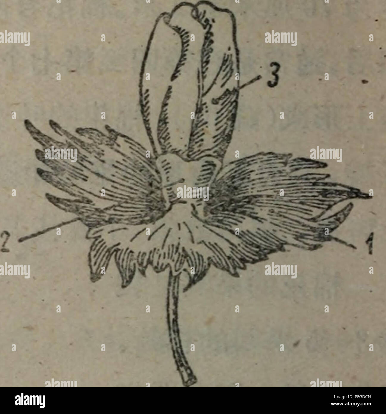 This image illustrates various botanical features, including plant ...