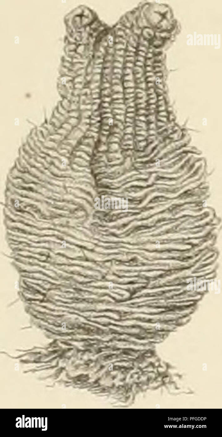 This scientific publication from the Imperial Academy of Sciences ...