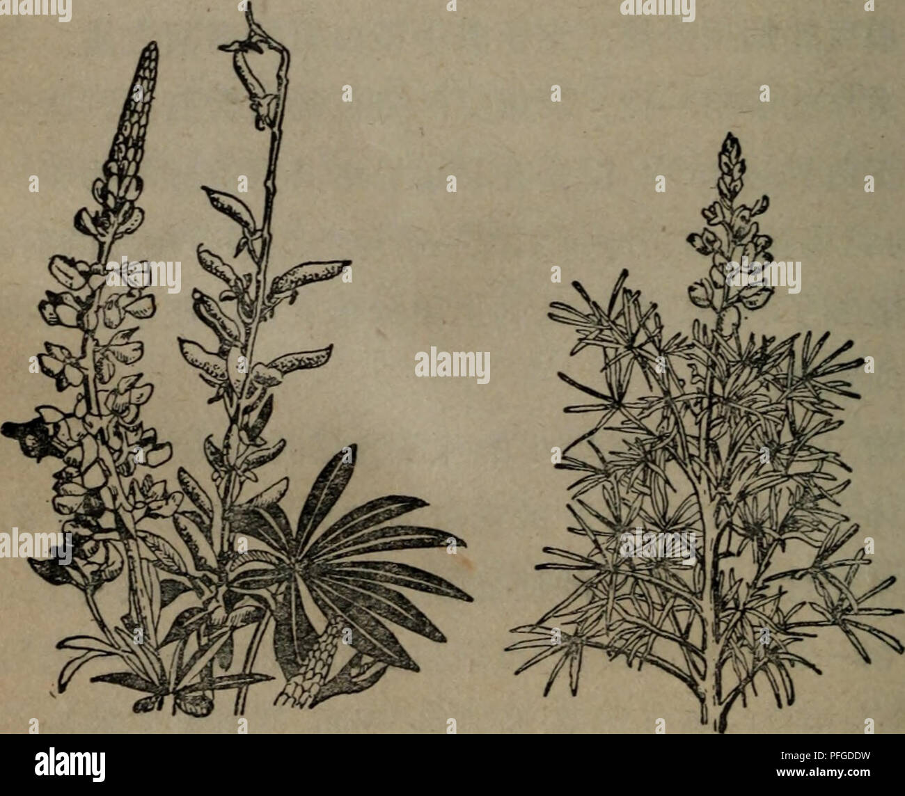 This botanical text focuses on plant species from East Asia ...
