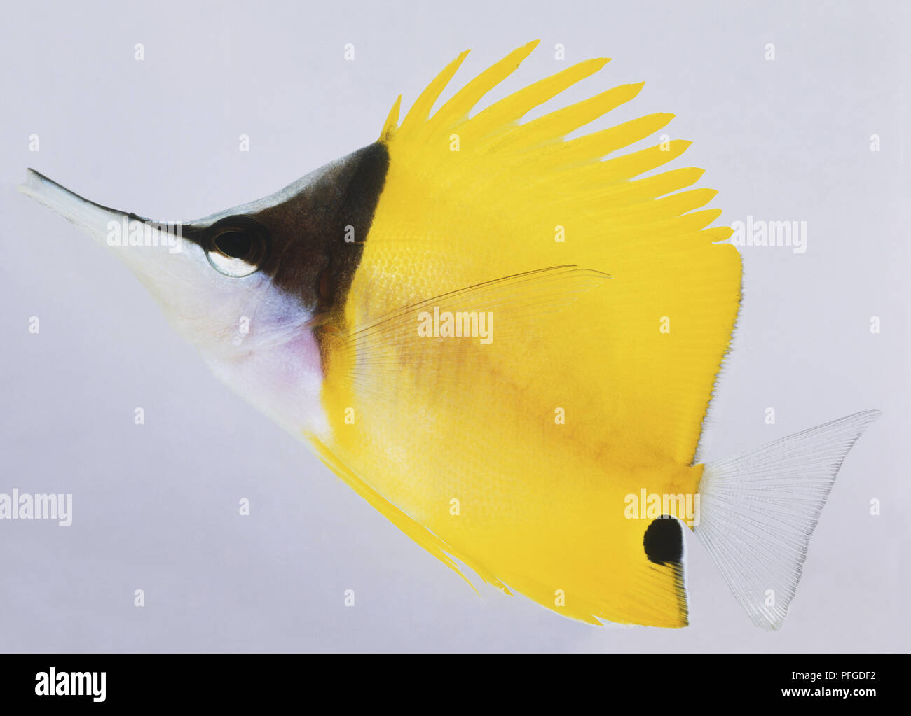 Forceps Fish (Forcipiger flavissimus), side view, close up Stock Photo ...