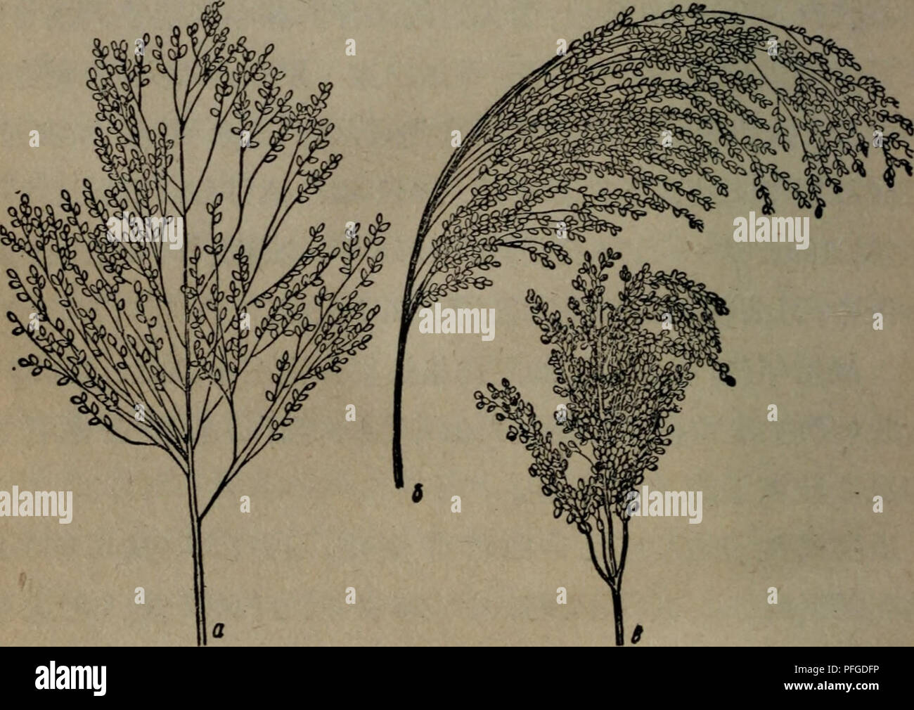 This botany text, written in Chinese, discusses various plant species ...