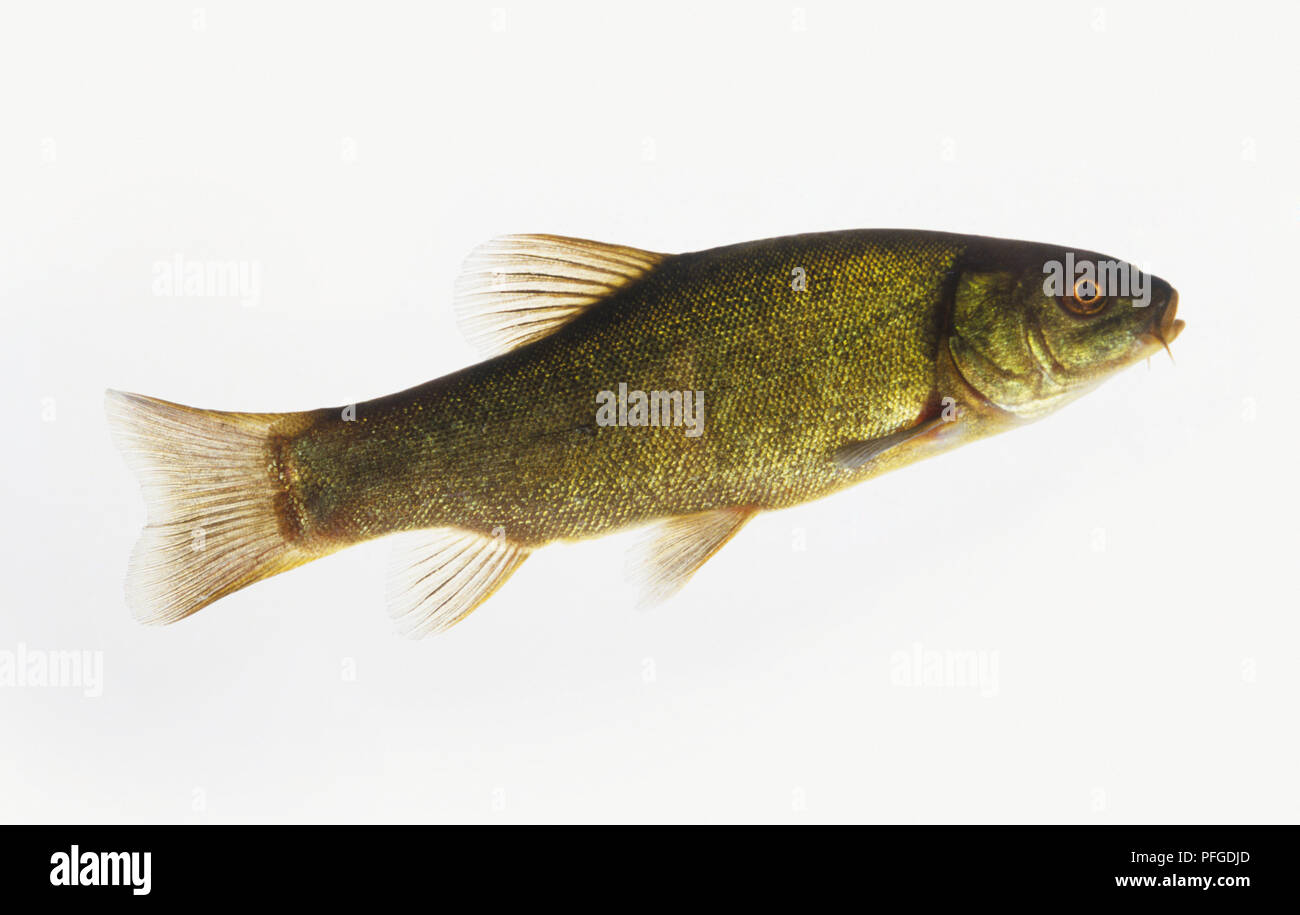 Tench fishing hi-res stock photography and images - Alamy