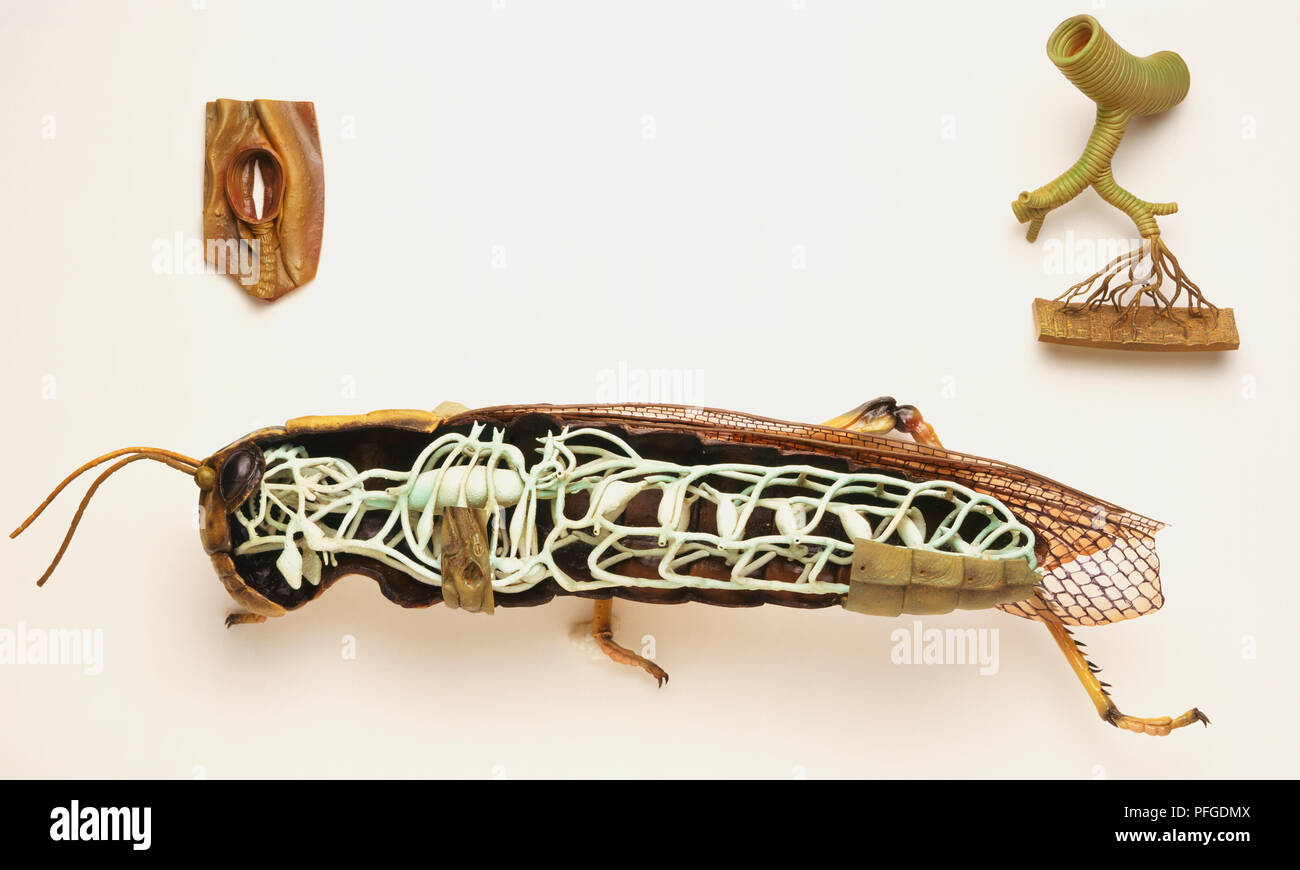 Side view of cross-section model of locust showing breathing system ...