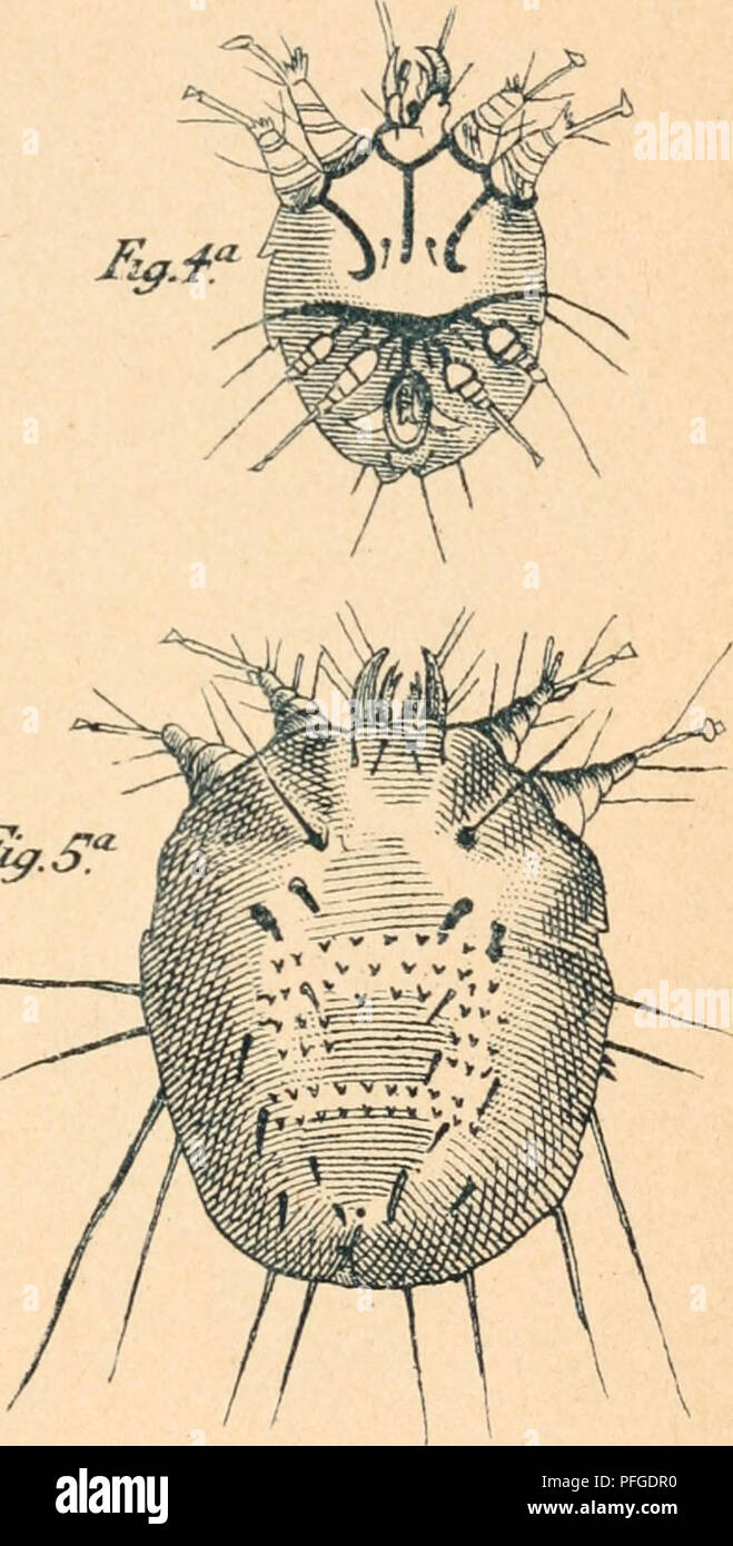 Demodex folliculorum hi-res stock photography and images - Alamy
