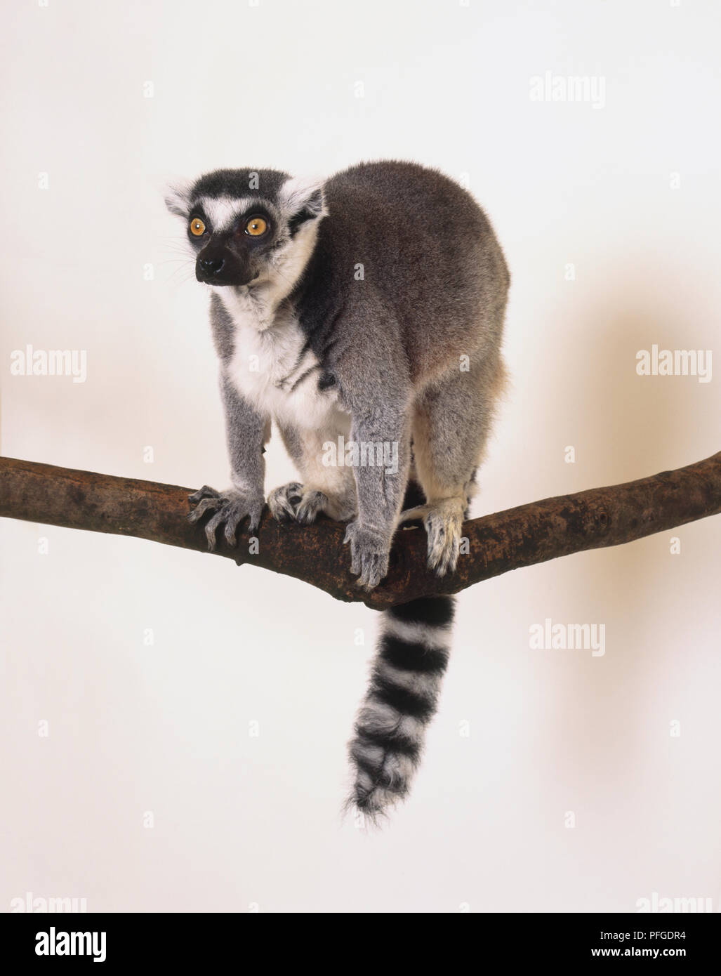 Ring tailed lemur lemur catta standing hi-res stock photography and ...