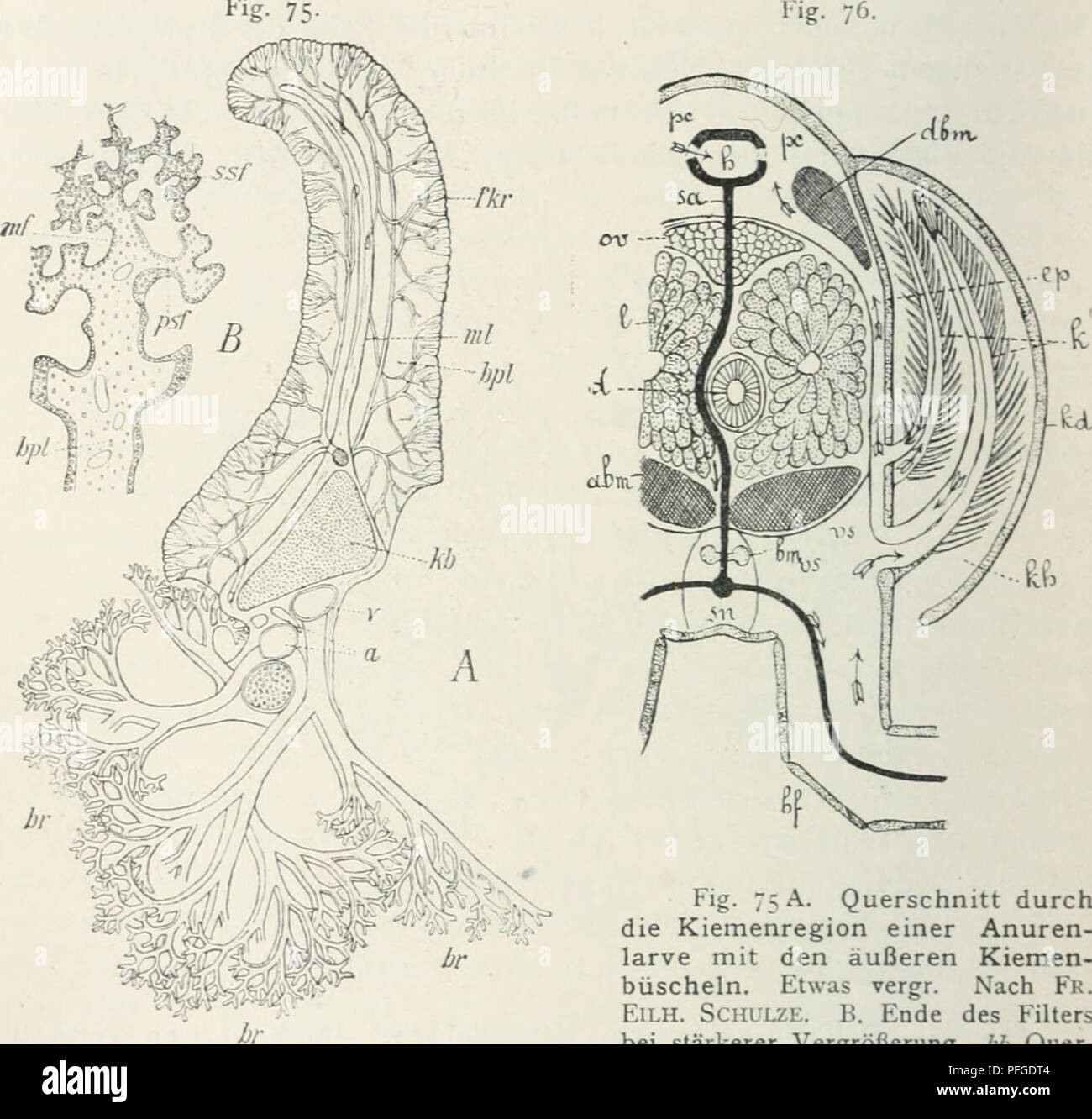 Oscar Hertwig’s work challenges Darwin's theory of random evolution ...