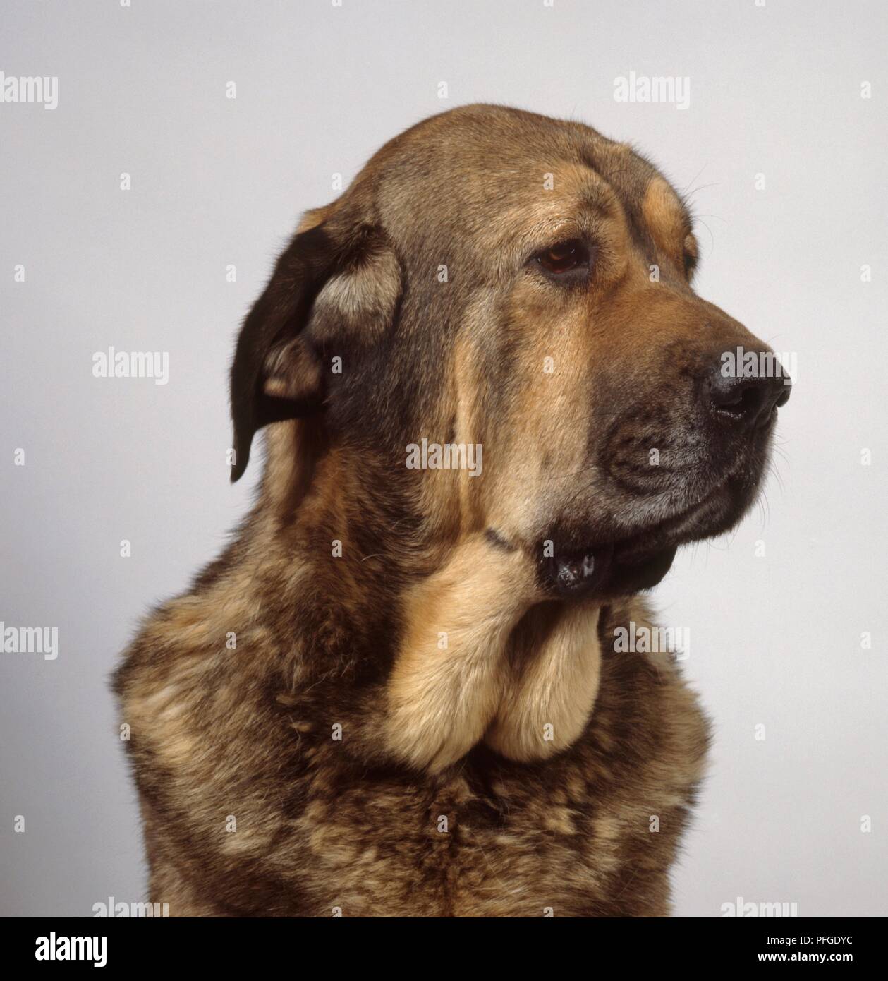Mastin Espanol or Spanish Mastiff, dog, head in profile Stock Photo - Alamy