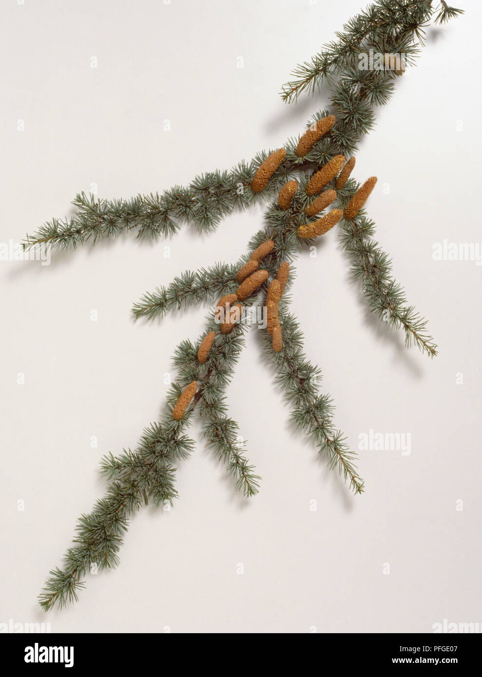 Pinaceae, Cedrus atlantica, Atlas Cedar, leaves borne singly on long ...