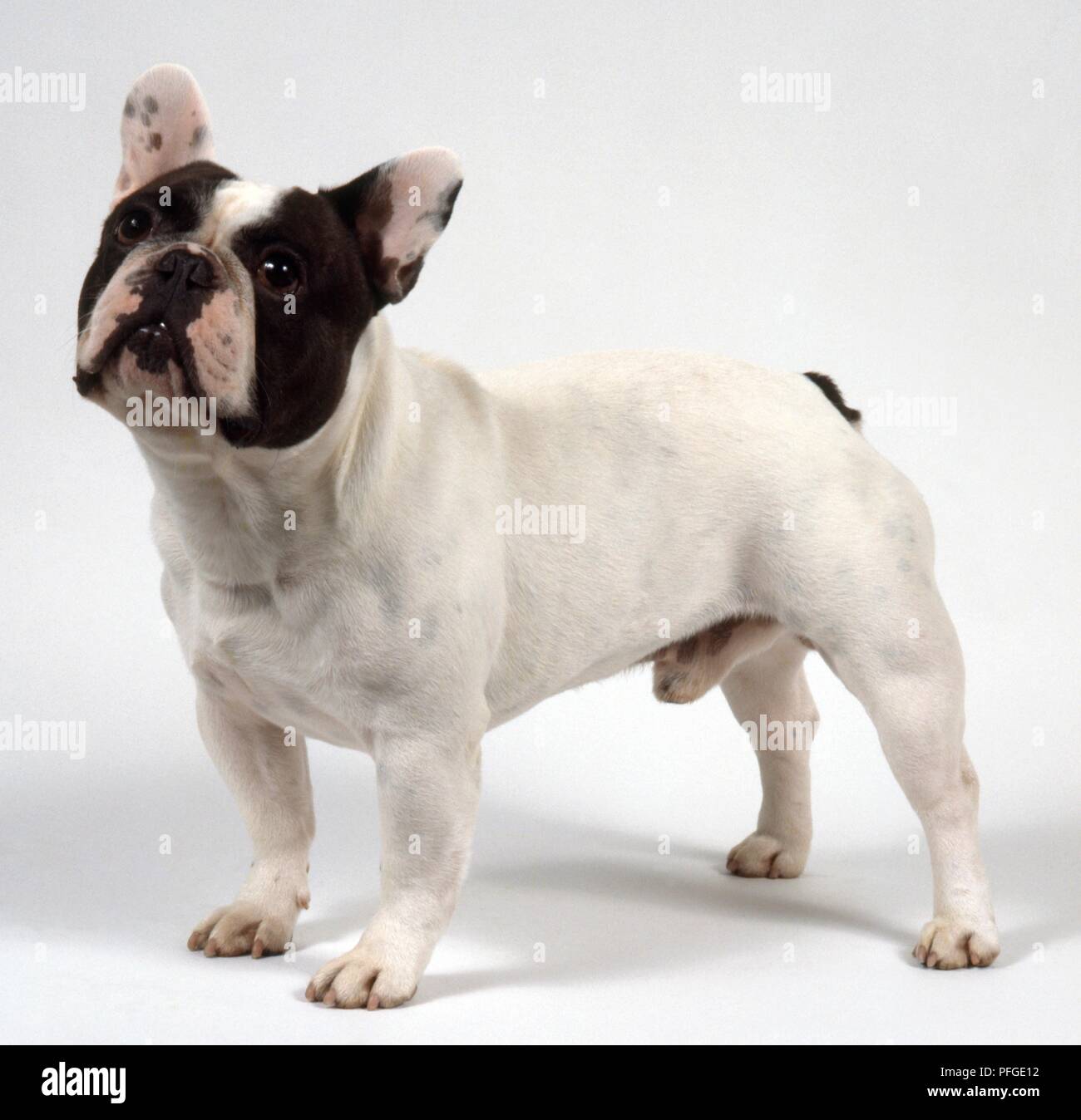 French Bulldog, standing, side view Stock Photo - Alamy