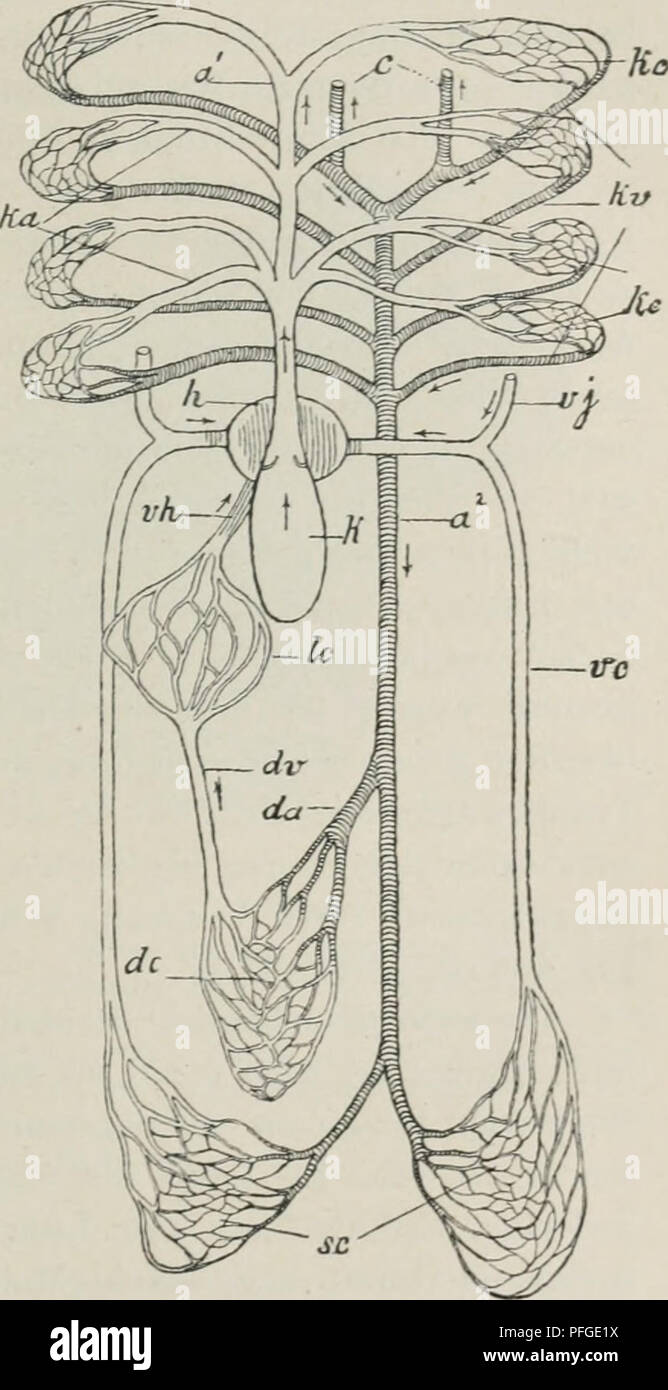 This work critiques Darwin’s theory of evolution through random chance ...