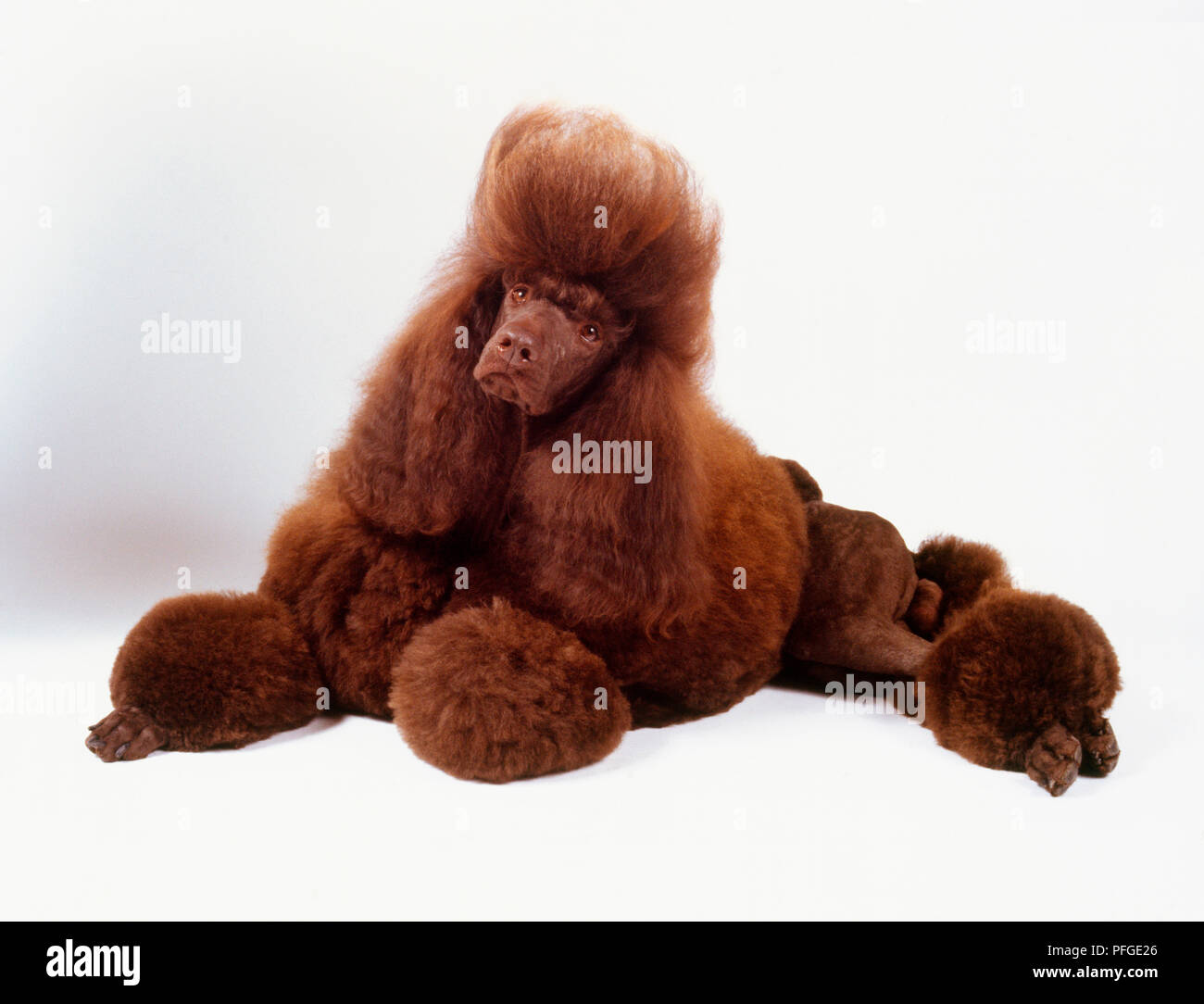 A neatly groomed dark brown standard poodle with long fluffy hair ...