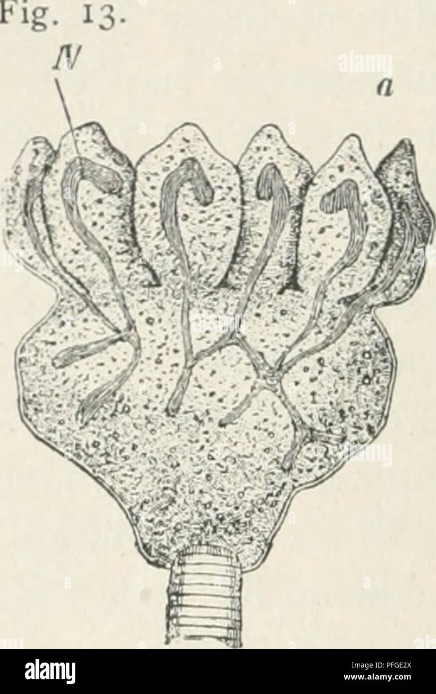 . Das Werden der Organismen; zur Widerlegung von Darwin's ...