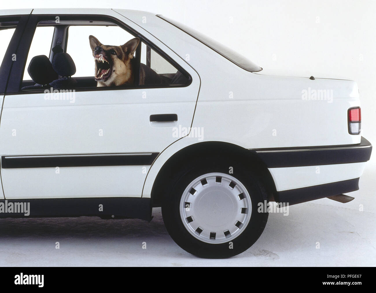 A dog with sharp teeth barks while leaning from the rear window of a ...