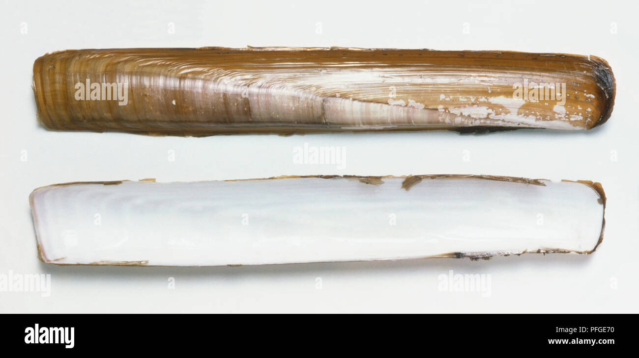 Opened Giant Razor Shell (Ensis siliqua), close up Stock Photo - Alamy