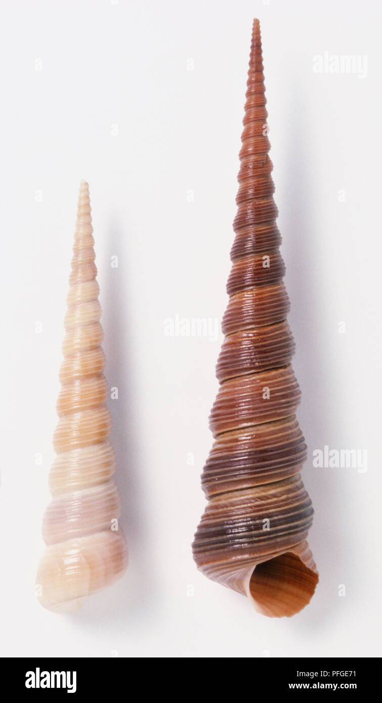 Turritellidae hi-res stock photography and images - Alamy