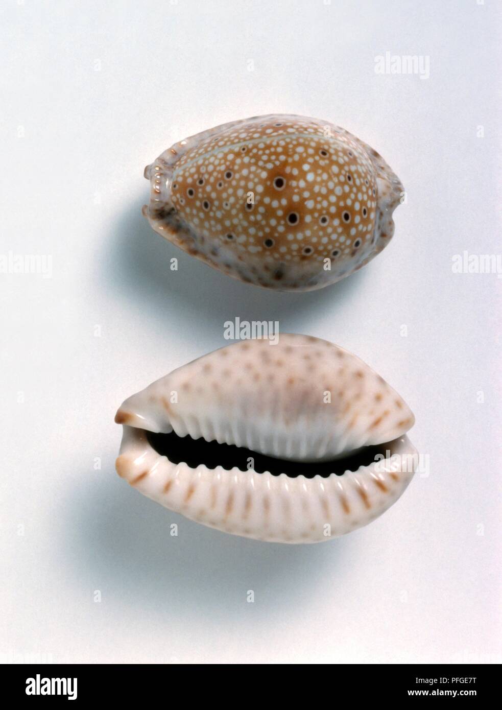 Ocellate cowrie shells (Cypraea ocellata Stock Photo - Alamy